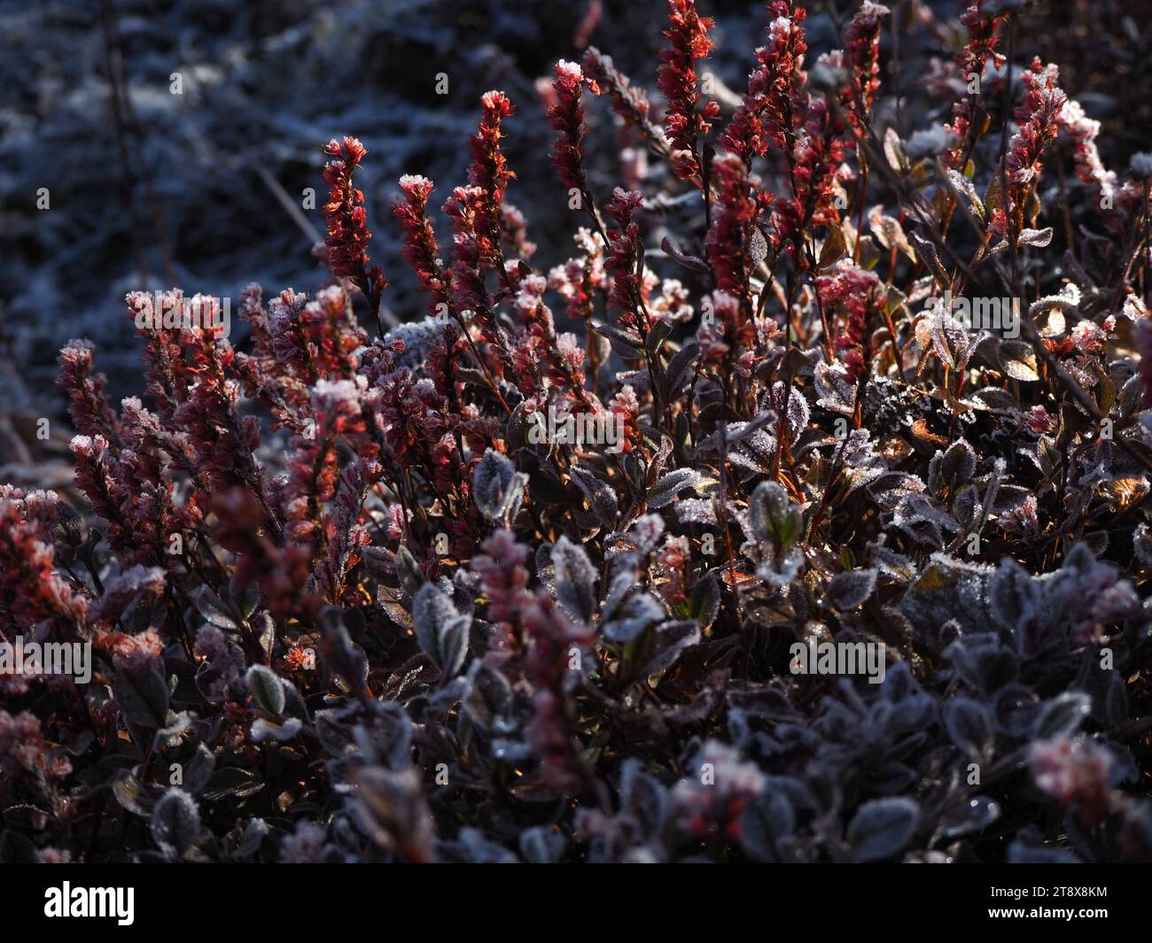 Early morning shoot of frosted flowers in the Himalayas Stock Photo - Alamy