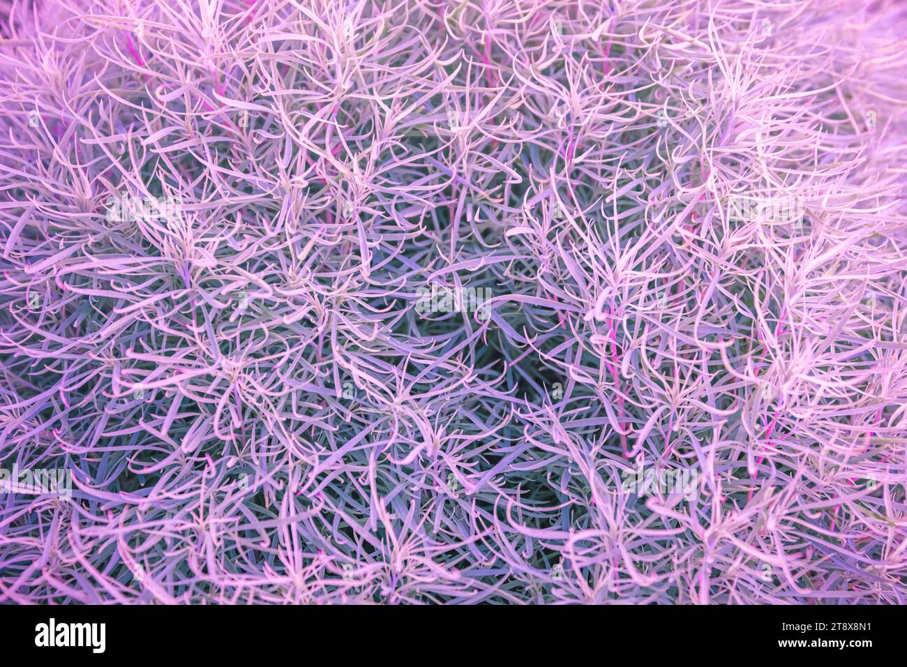 Abstract background. lilac pink plant background, algae Stock Photo - Alamy