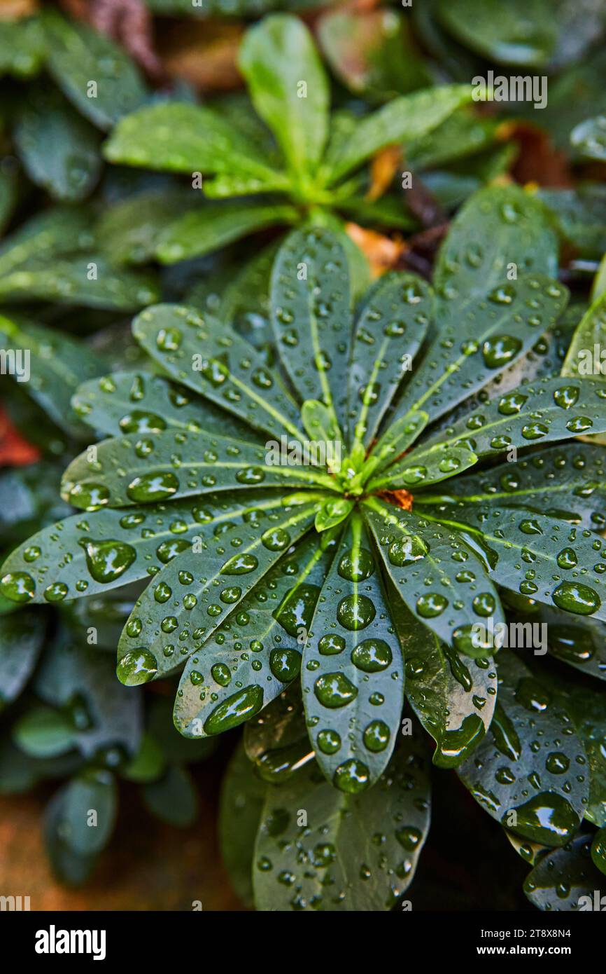 Green plants with circular fanning out of leaves covered in waterdrops ...