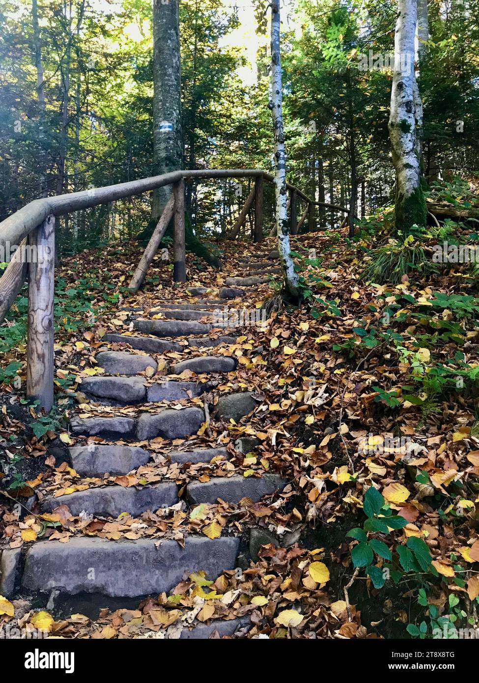 Stairs on a trail in the Bieszczady Mountains leading to the top of the ...