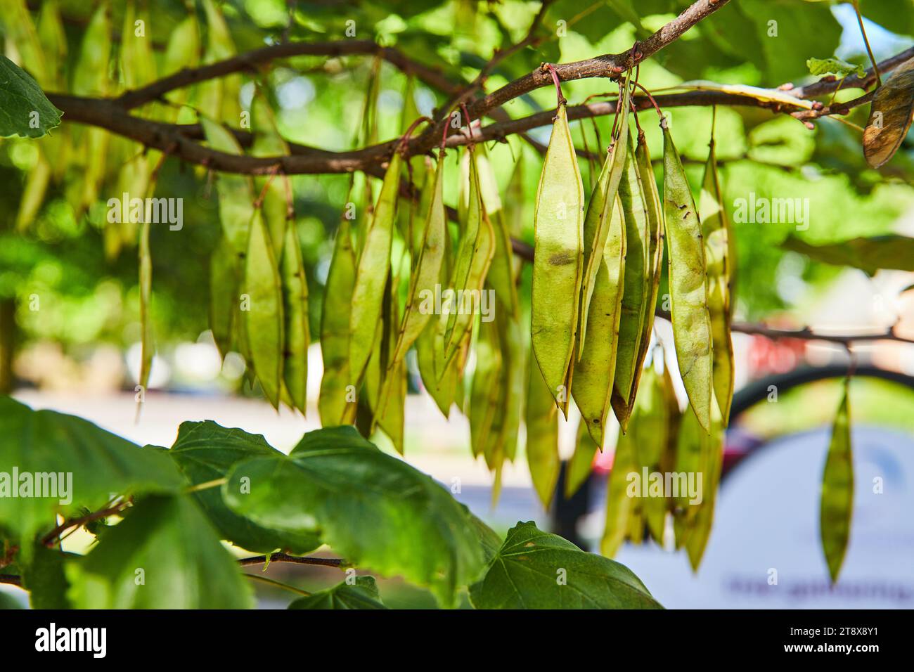 Thin, dangling green helicopter tree seeds like snap pea plant below ...
