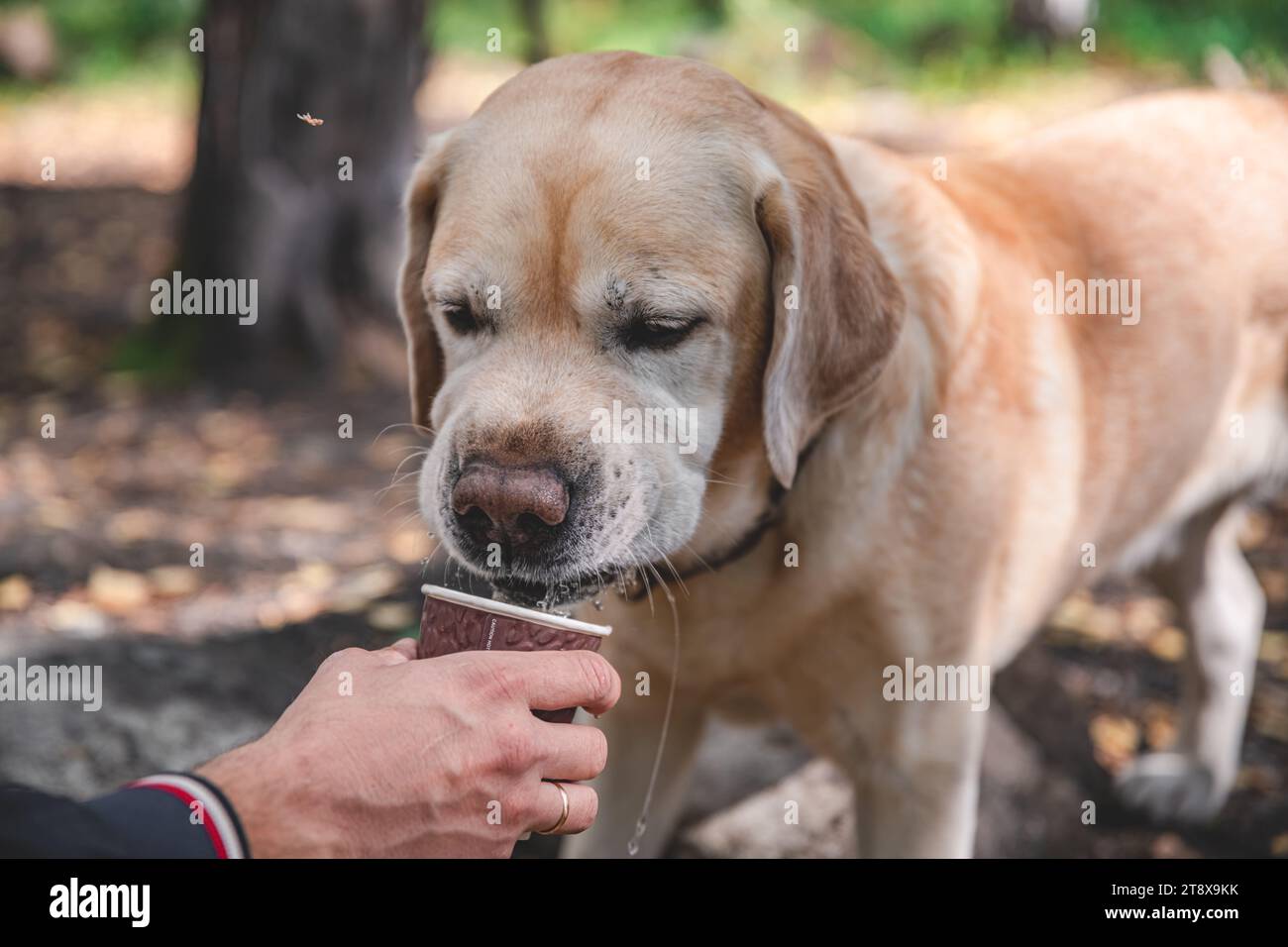 White labrador drinking water hi-res stock photography and images - Alamy