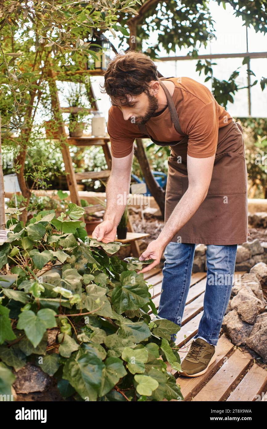 bearded and good looking gardener in linen apron examining fresh leaves ...