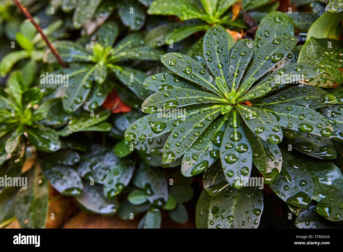 Multiple green plants with circular fanning out of leaves covered in ...