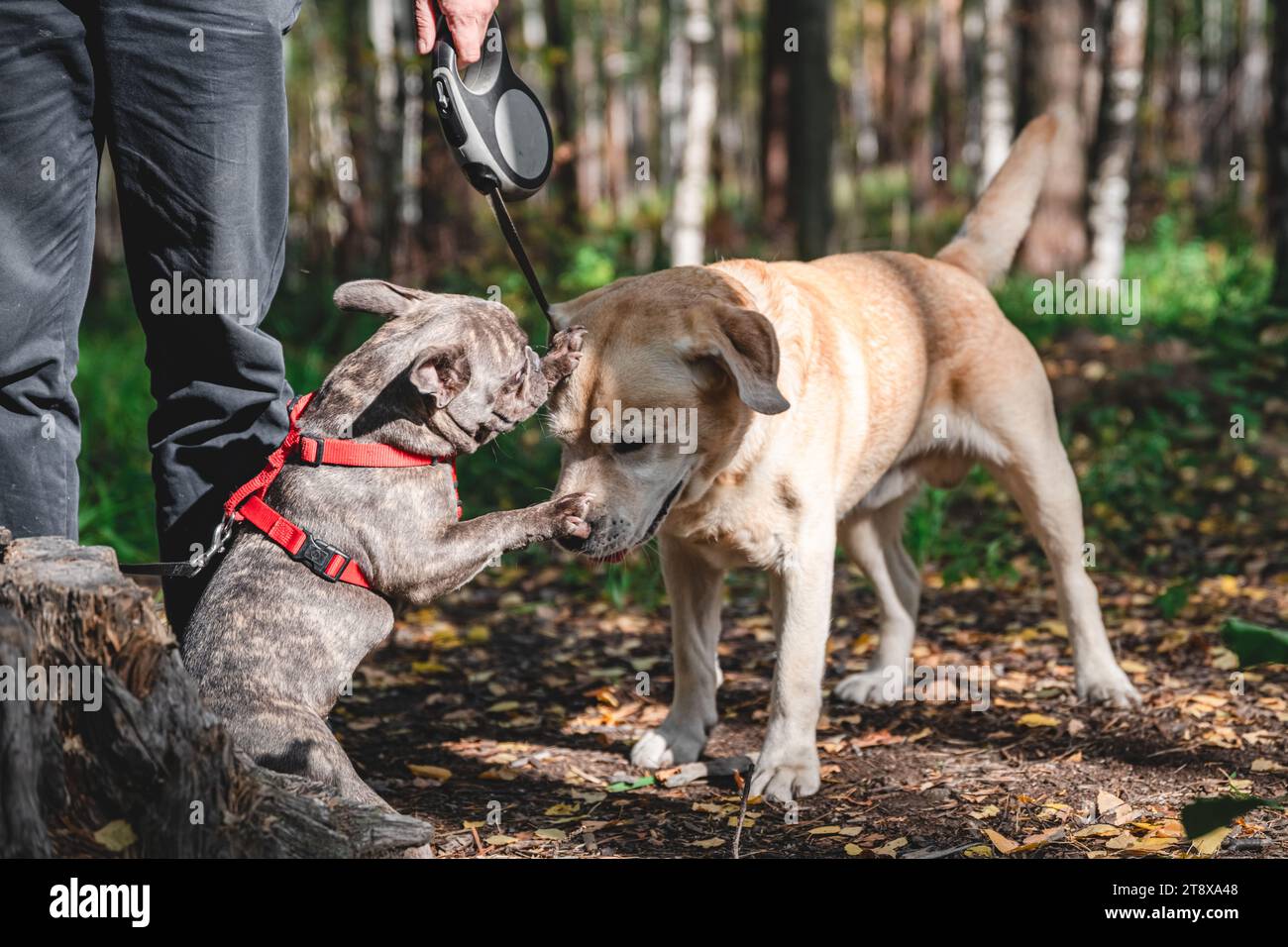 Side view at Two cute dogs, adorable labrador and french bulldog ...