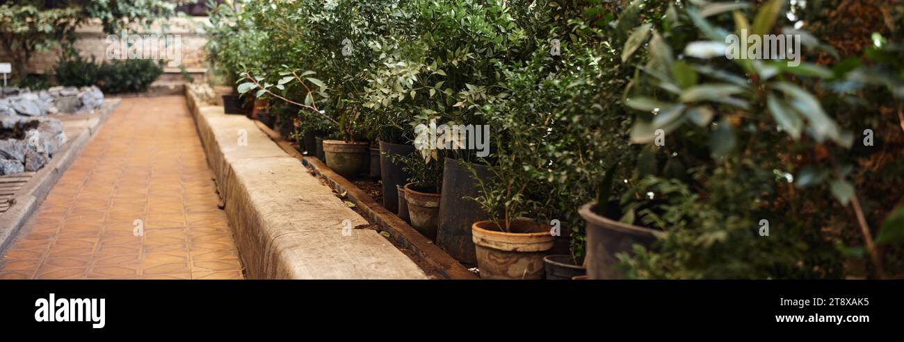 fresh plants and bushes and trees inside of greenhouse, indoor garden ...