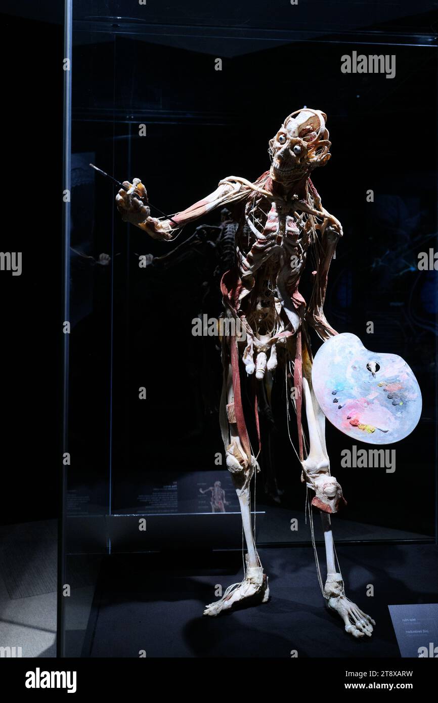 Zagreb, Croatia. 21st Nov, 2023. A plastinate is on a disply during the ...