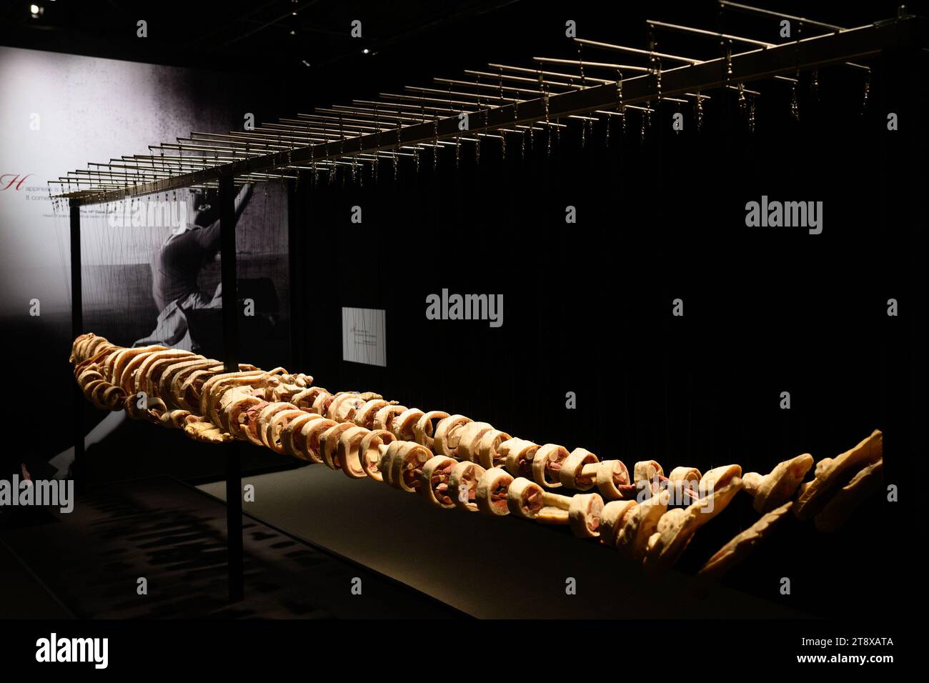 Zagreb, Croatia. 21st Nov, 2023. A plastinate is on a disply during the ...