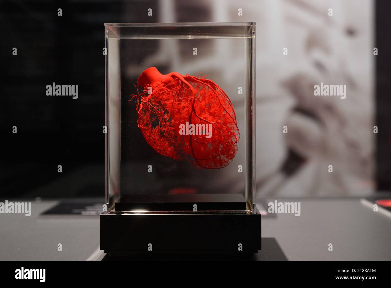 Zagreb, Croatia. 21st Nov, 2023. A plastinate is on a disply during the ...