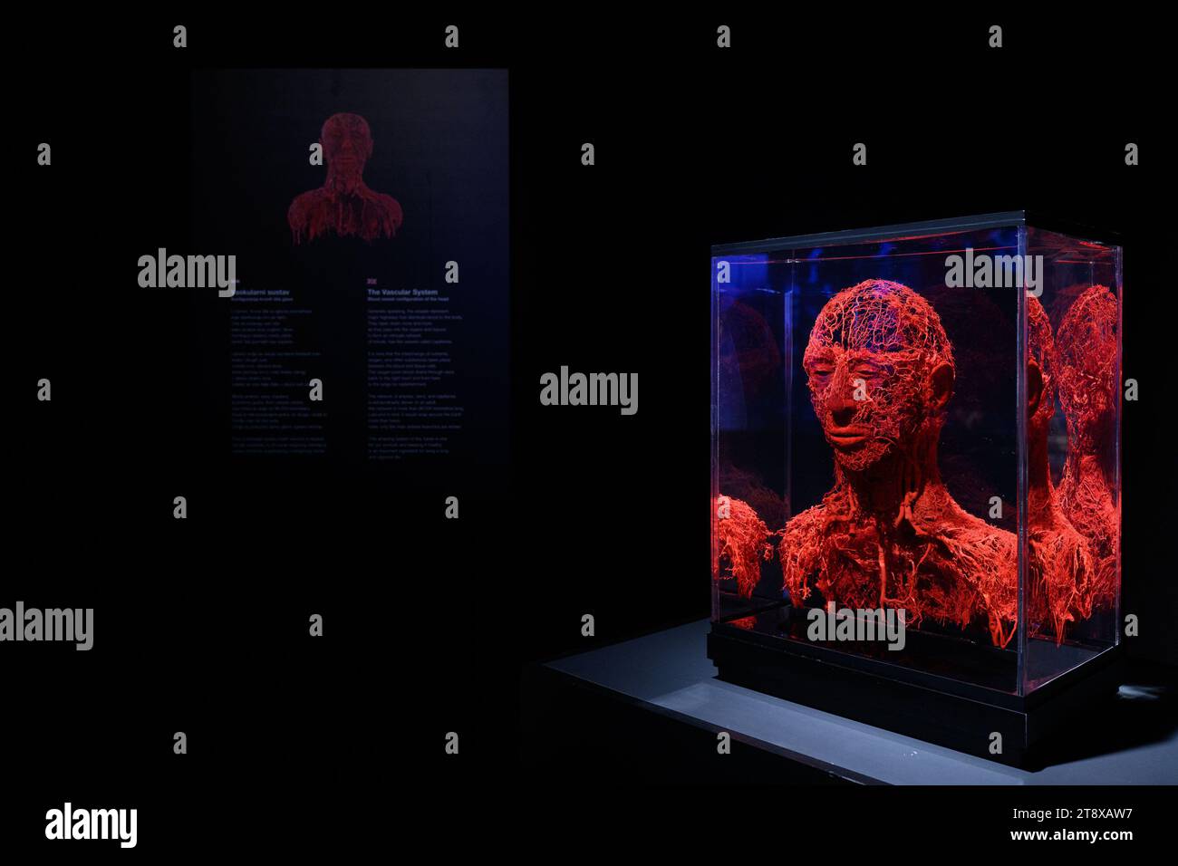 Zagreb, Croatia. 21st Nov, 2023. A plastinate is on a disply during the ...