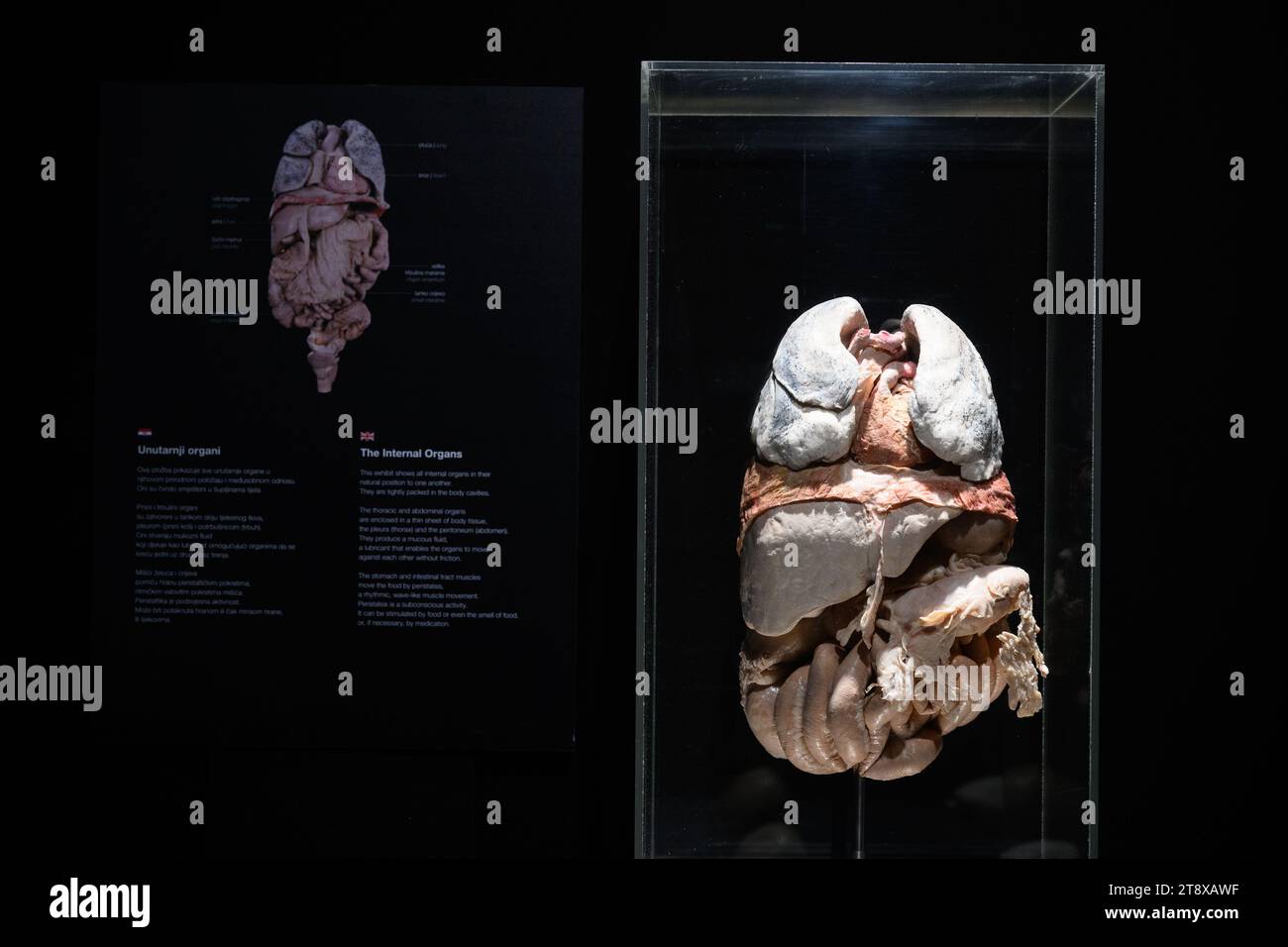 Zagreb, Croatia. 21st Nov, 2023. A plastinate is on a disply during the ...