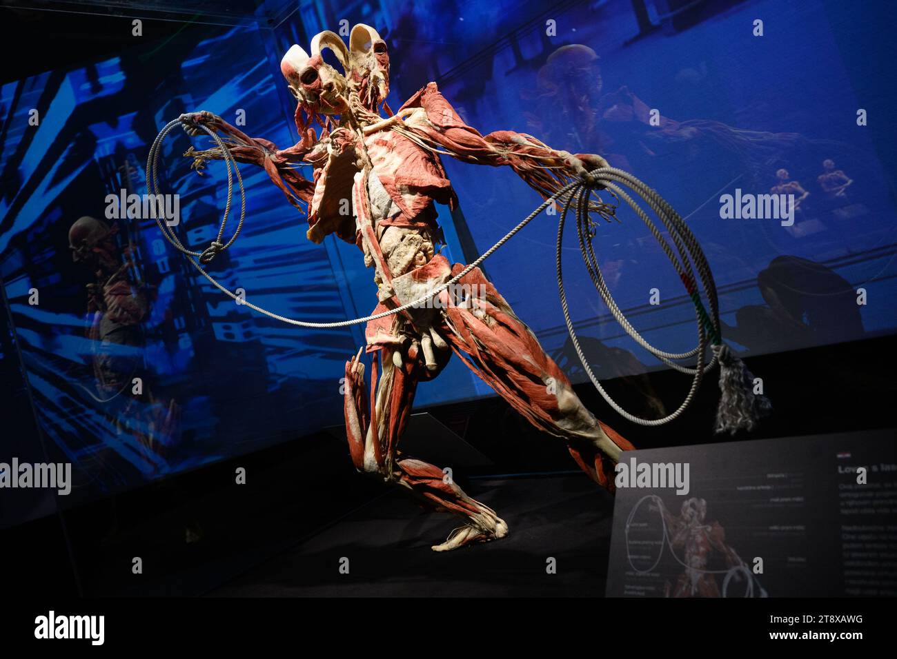 Zagreb, Croatia. 21st Nov, 2023. A plastinate is on a disply during the ...