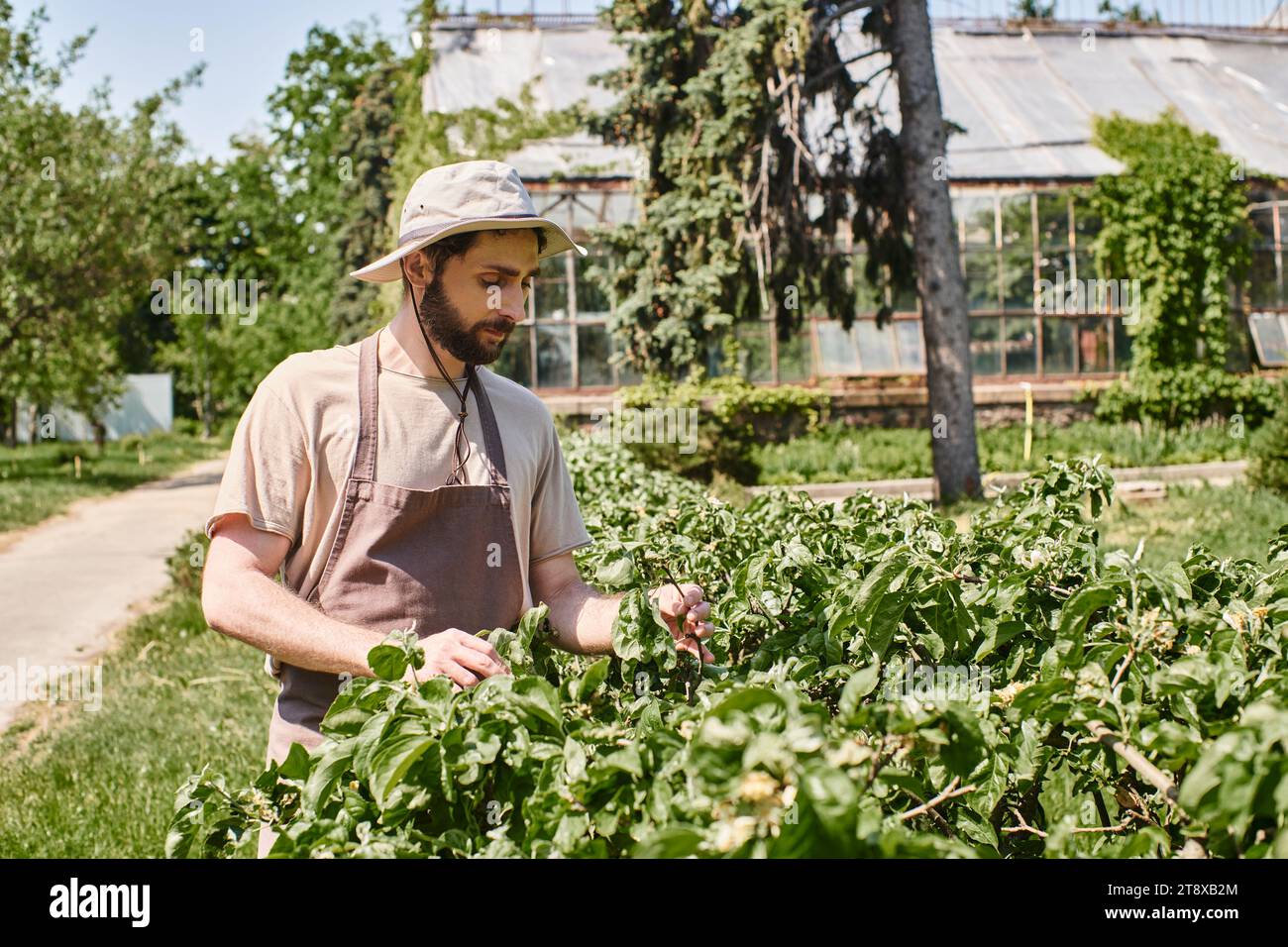 bearded gardener in sun hat and linen apron examining green leaves of ...