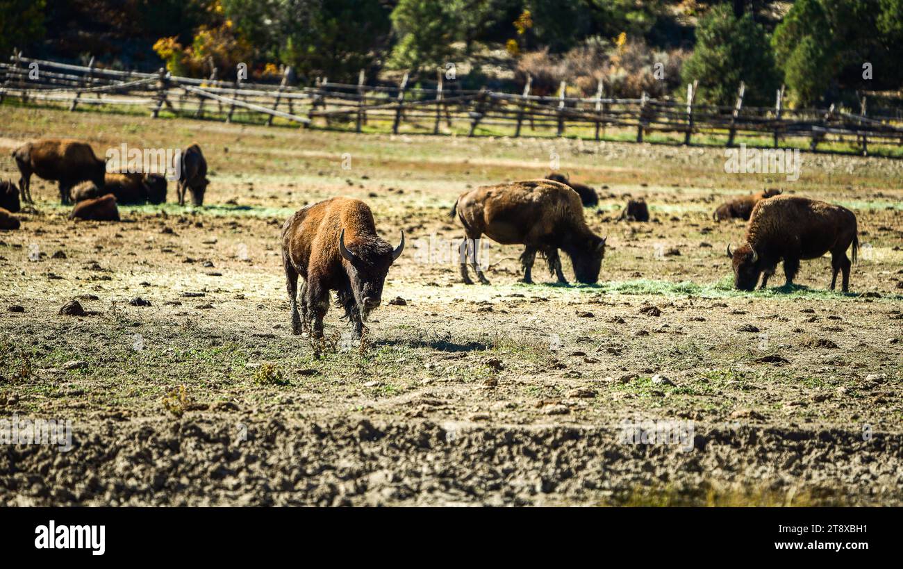 Herding bison hi-res stock photography and images - Alamy