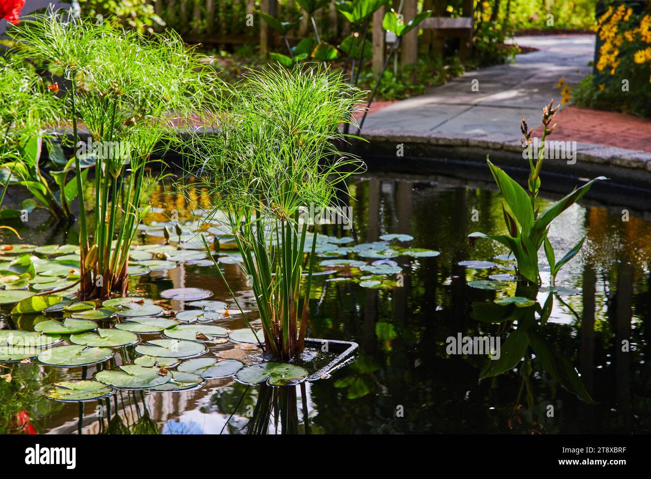 Pond with plants and lily pads in circular pool water at Minnetrista ...
