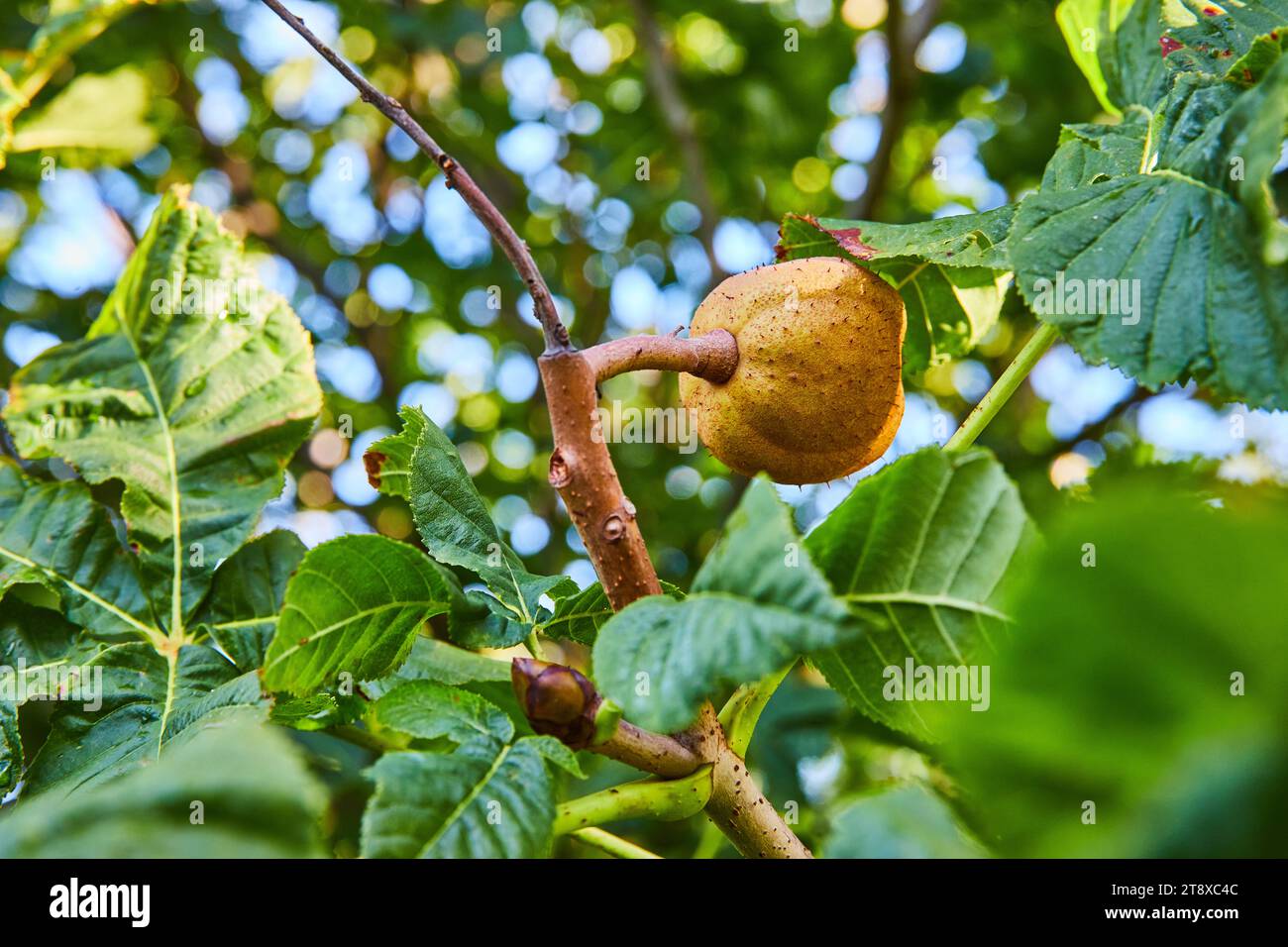Fruit or nut on plant tree branch with green leaves in nature ...