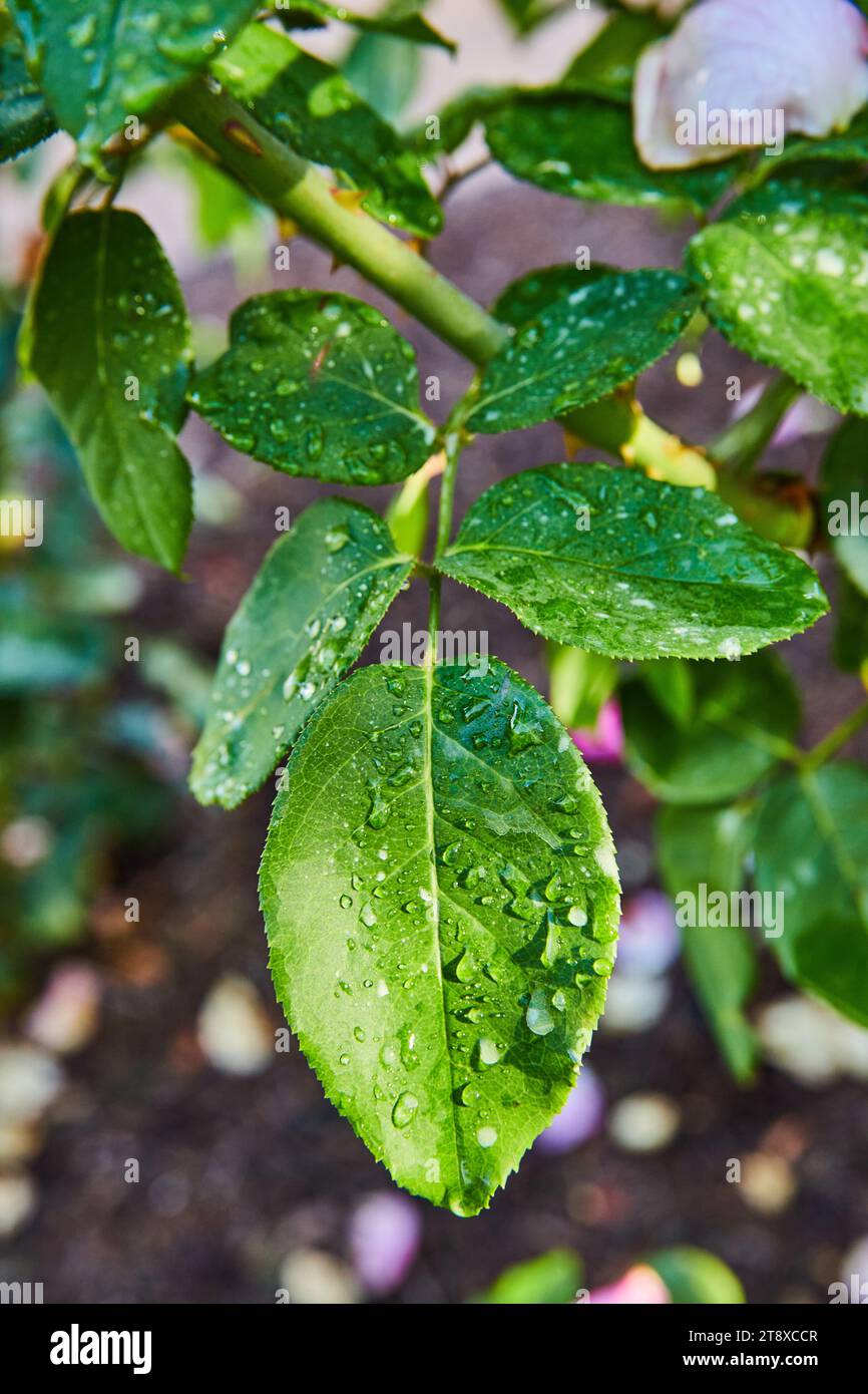Dew drops on green leaves of plant close up, nature in outdoor area ...