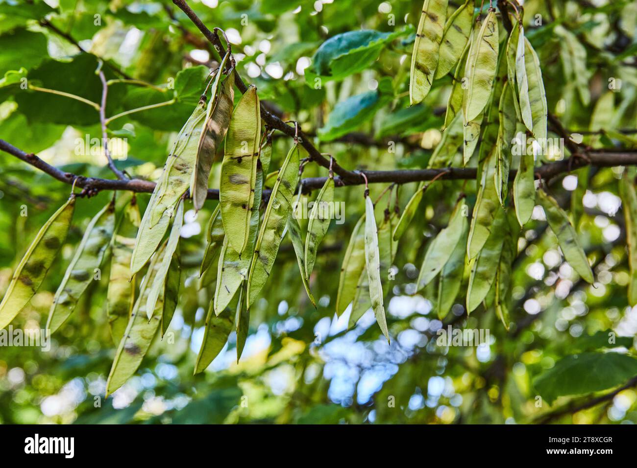 Branch of several thin, dangling green helicopter tree seeds like snap ...