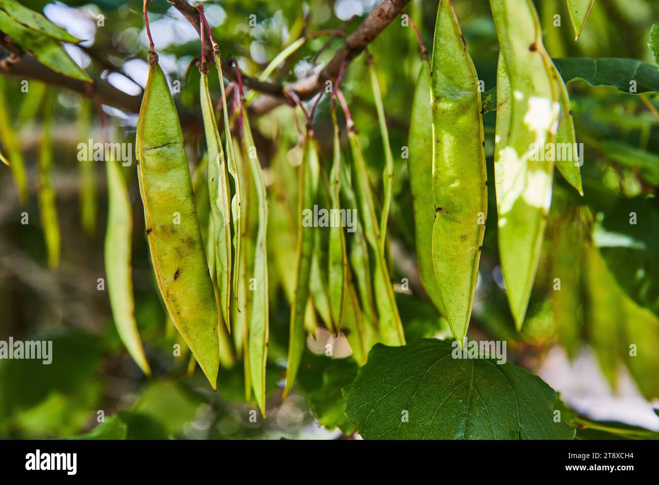 Thin green helicopter tree seeds like snap pea plant dangling from ...