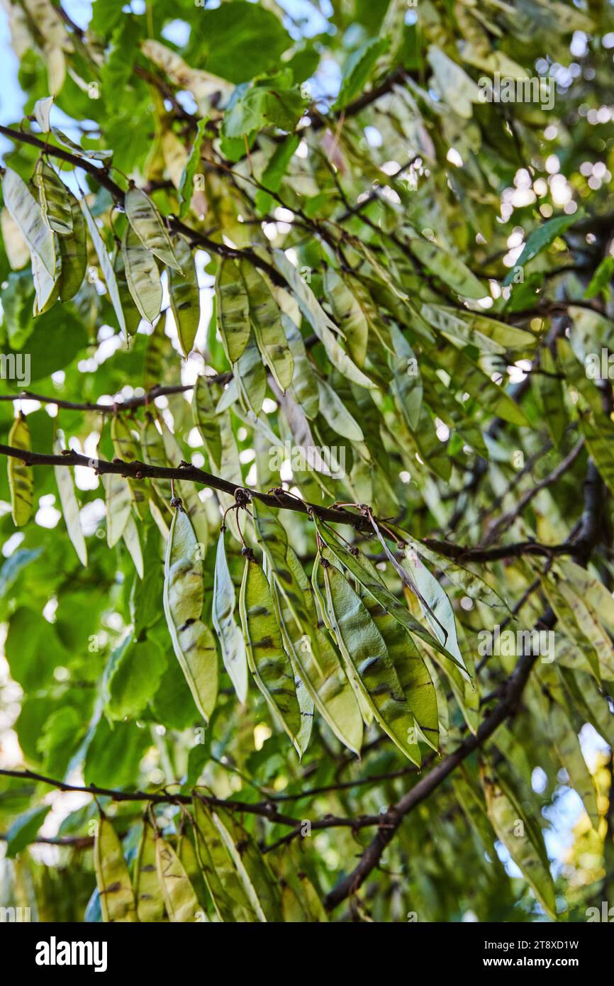 Thin, dangling green helicopter tree seeds like snap pea plant below ...