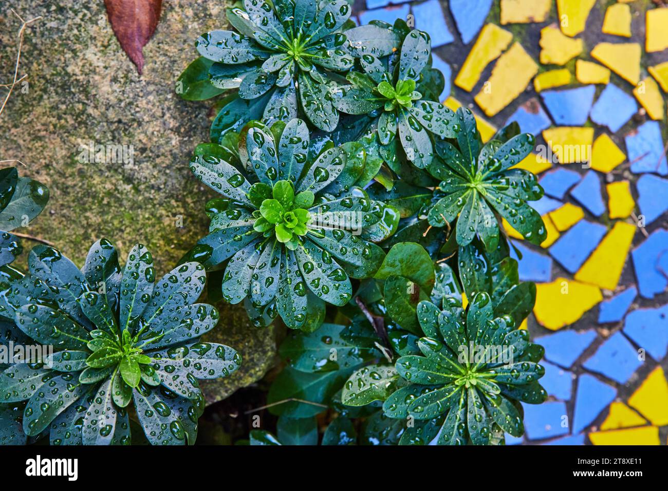Multiple green plants with waterdrops on leaves above mossy stone and ...