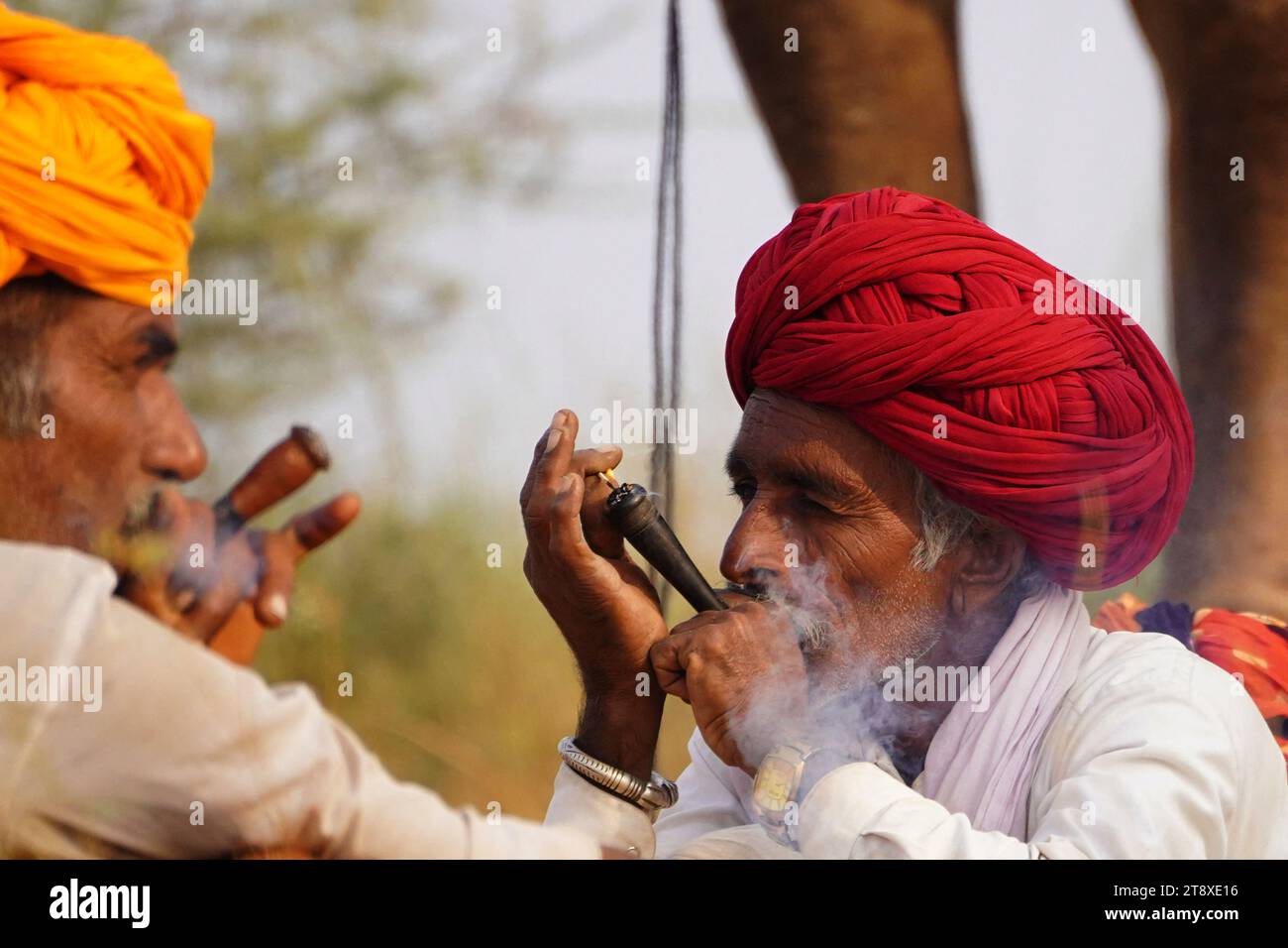 Pushkar, India. 19th Nov, 2023. A camel herder smoking cigar while ...