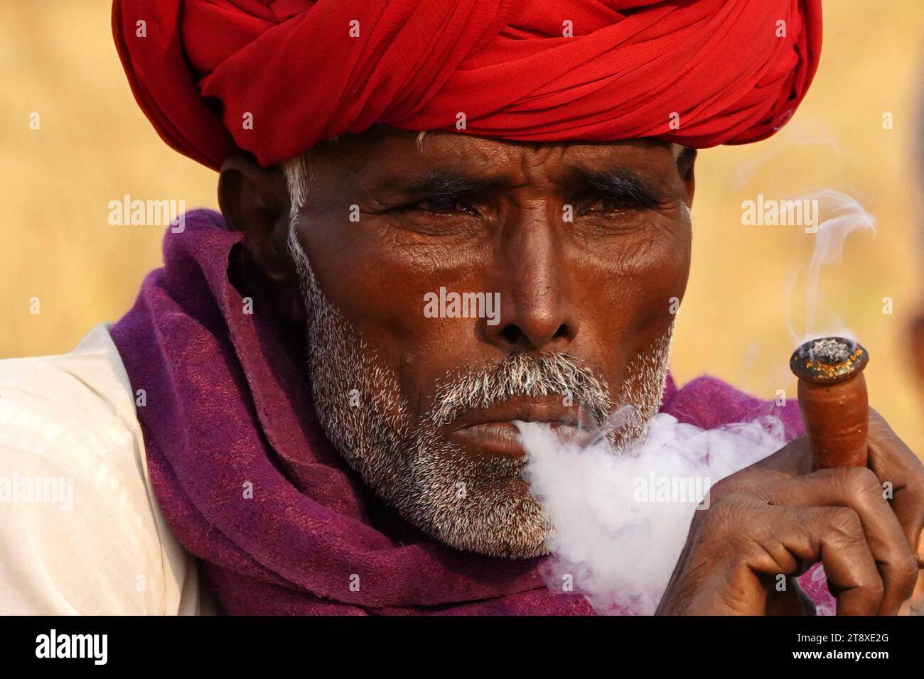 Pushkar, India. 19th Nov, 2023. A camel herder smoking cigar while ...