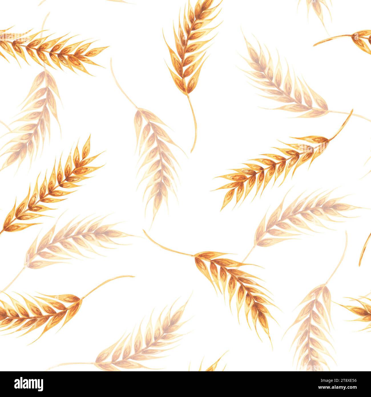 Ears wheat spikelets on a white background. Watercolor seamless pattern ...