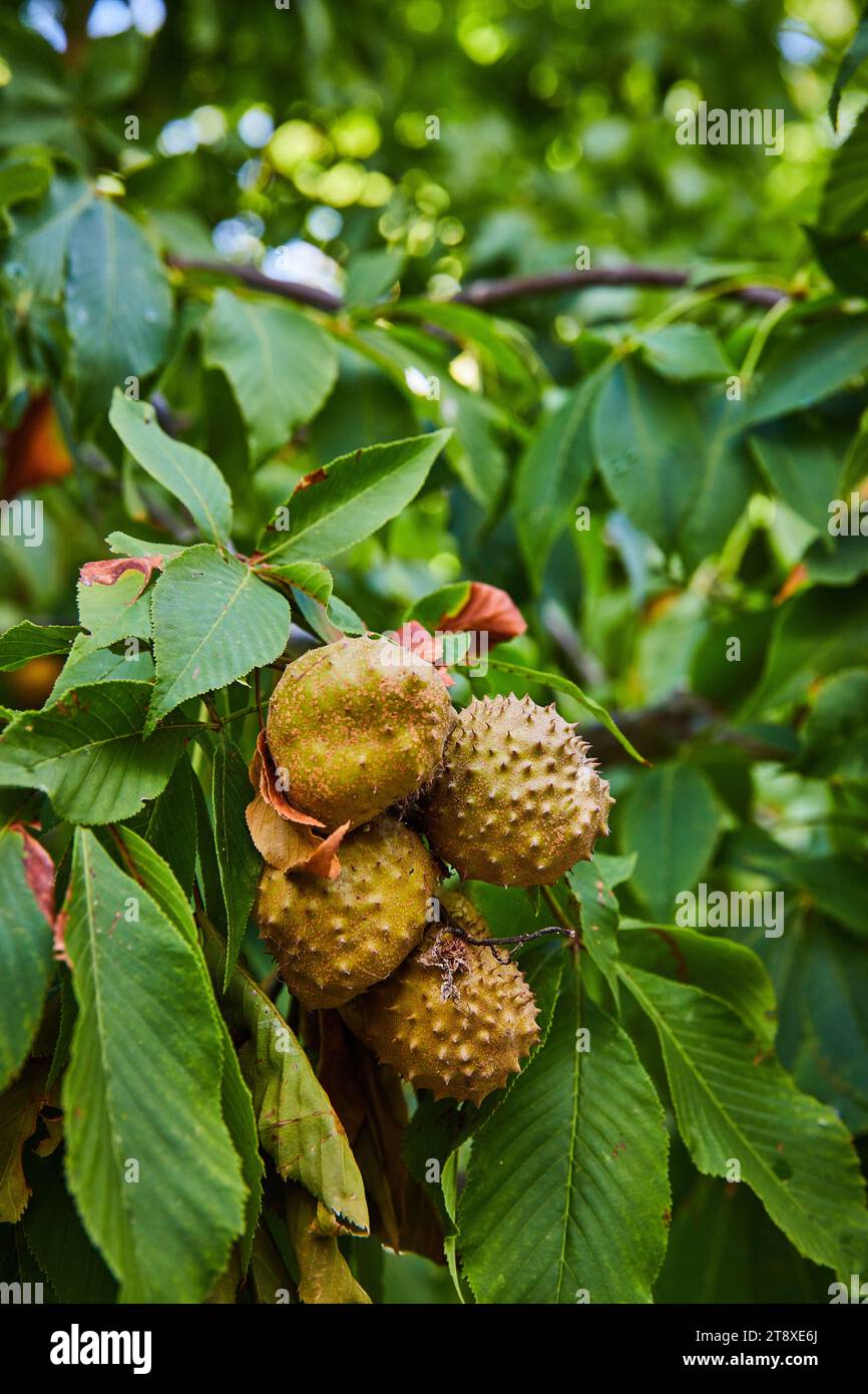 Green plant with spiky tree seeds or nuts in bundle on end of leafy ...