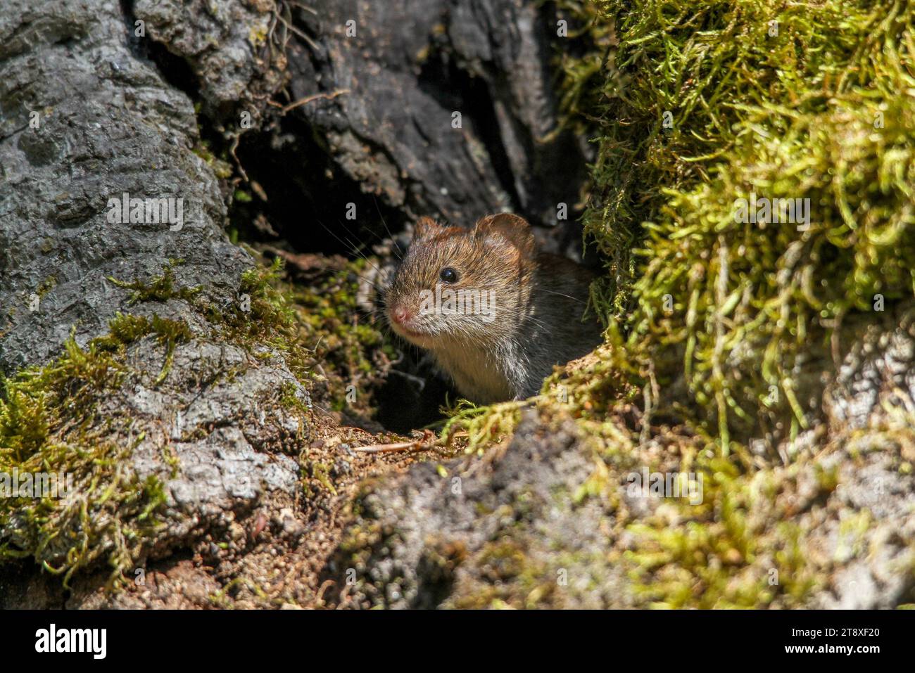 A brown rodent peeking its head out of a small hole in the ground Stock ...
