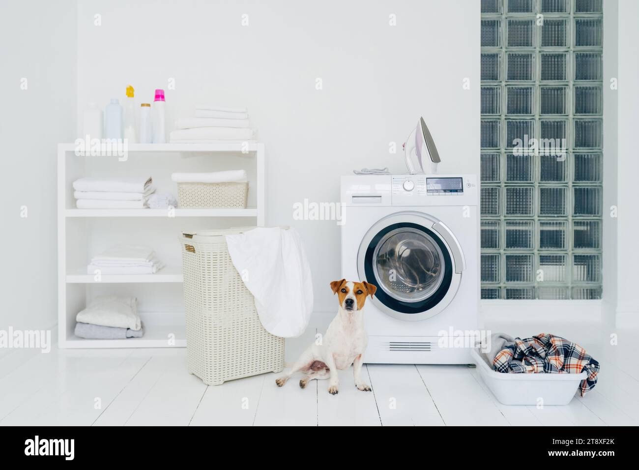 Dog sitting beside a washing machine in a bright laundry room with ...