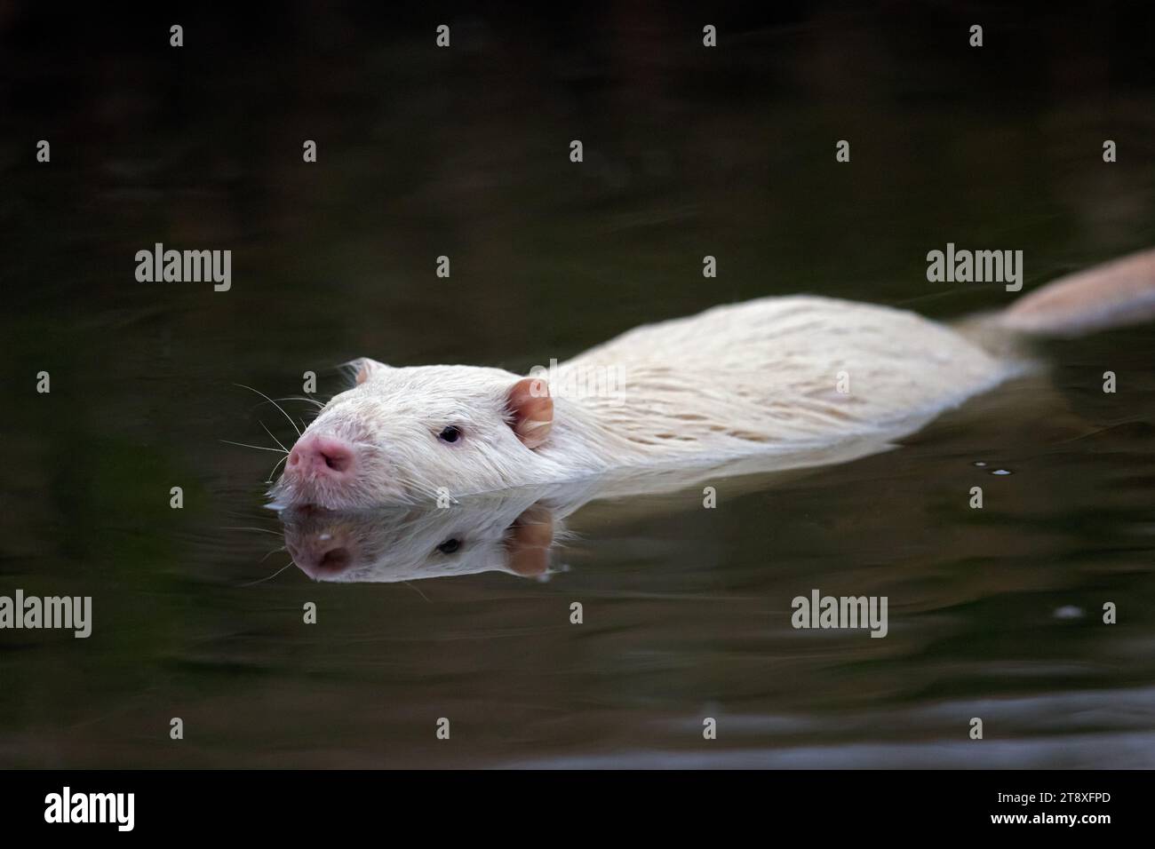 Leucistic coypu / nutria (Myocastor coypus) white morph, swimming in ...