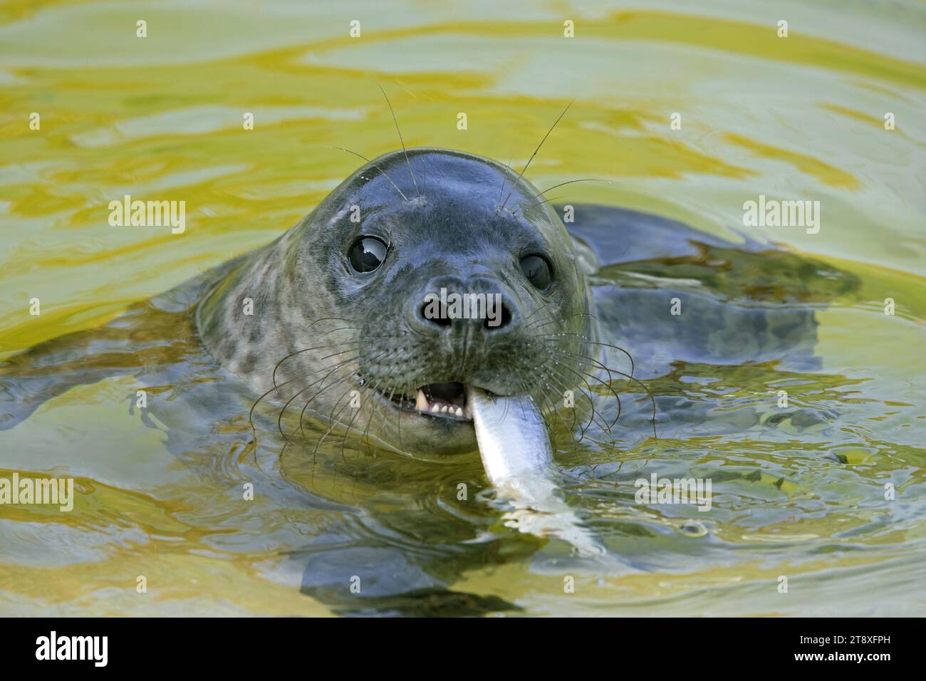 Close-up of grey seal / gray seal (Halichoerus grypus) eating mackerel ...