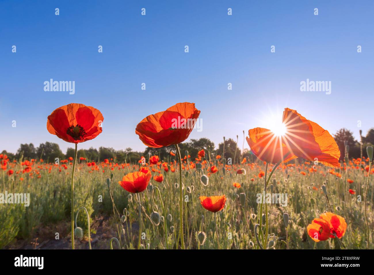 Common poppies / red poppy / corn poppies (Papaver rhoeas) flowering in meadow / grassland at ...