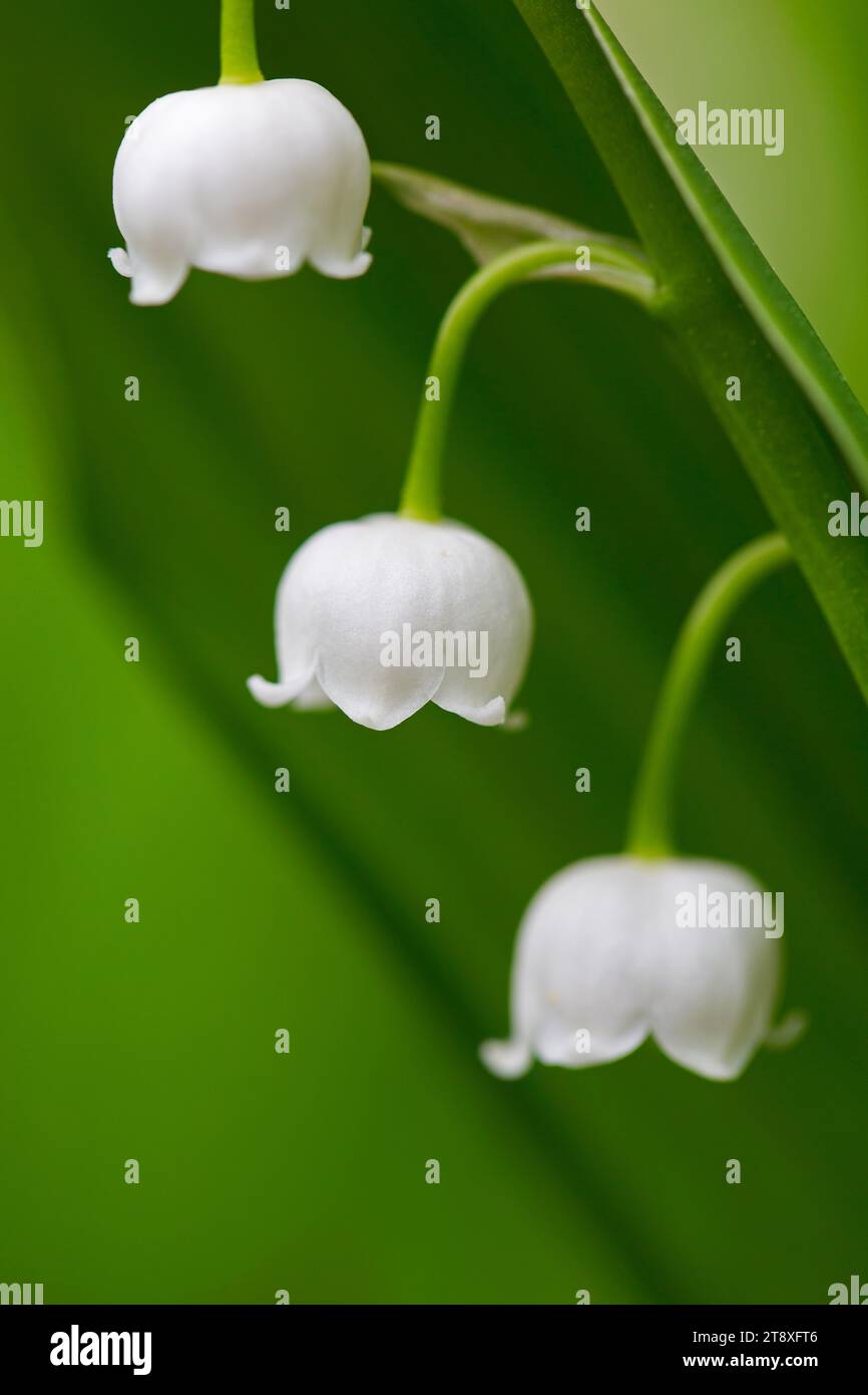 Valley of tears hi-res stock photography and images - Alamy