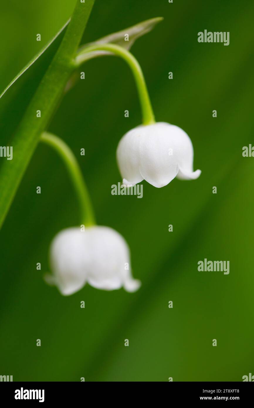 Lily of the valley / May bells / muguet (Convallaria majalis), bell ...