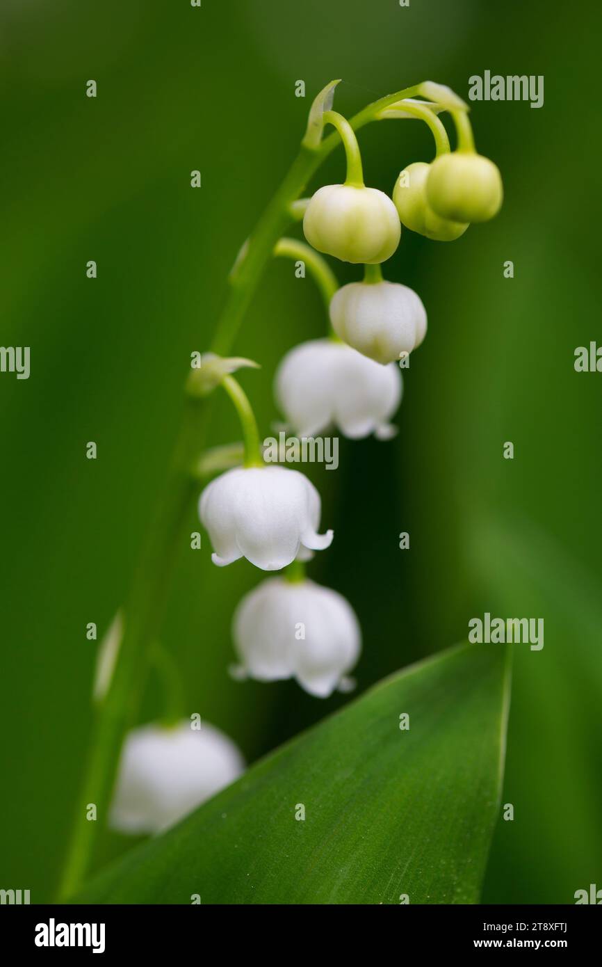 Lily of the valley / May bells / muguet (Convallaria majalis), bell ...