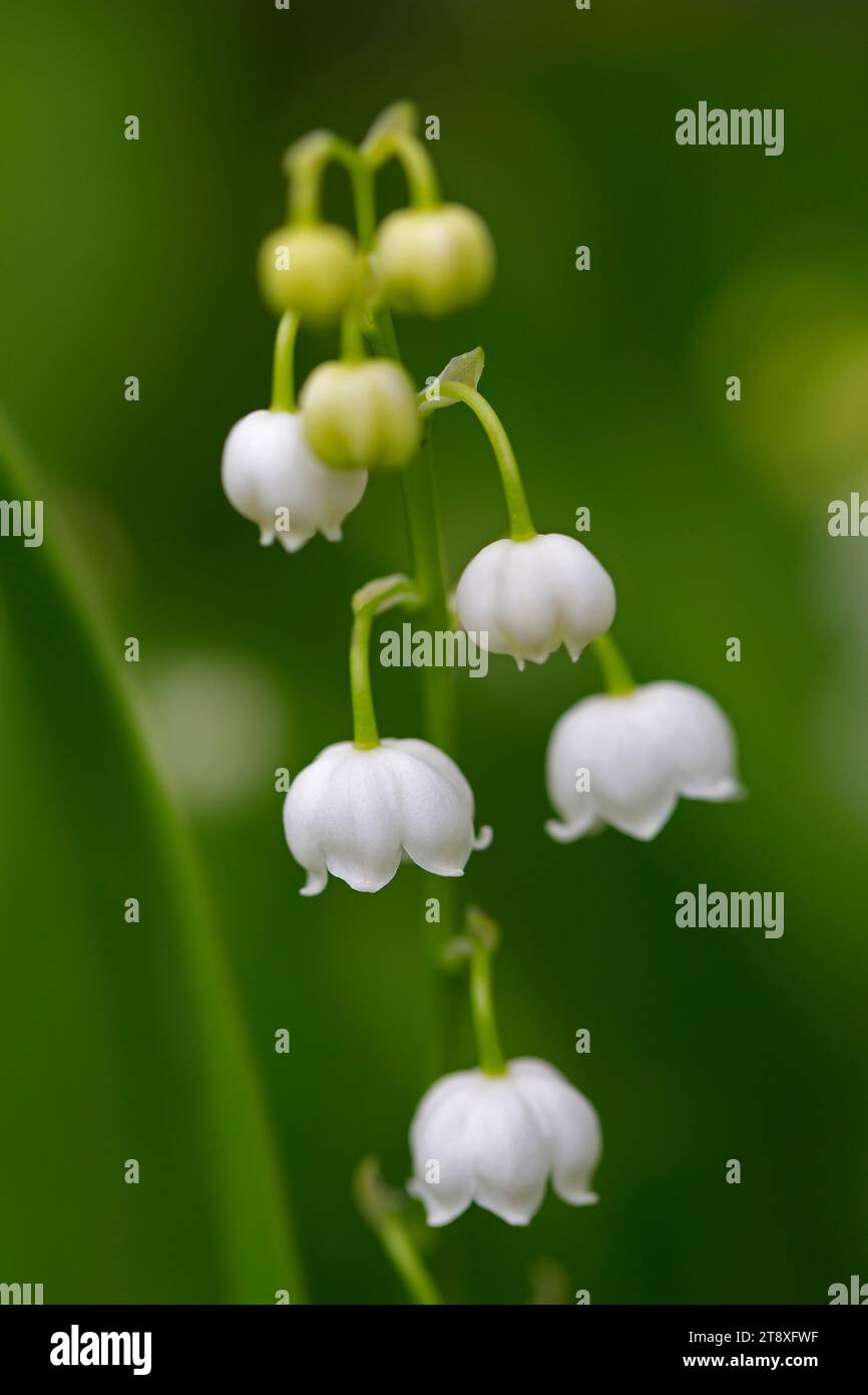 Lily of the valley / May bells / muguet (Convallaria majalis), bell ...