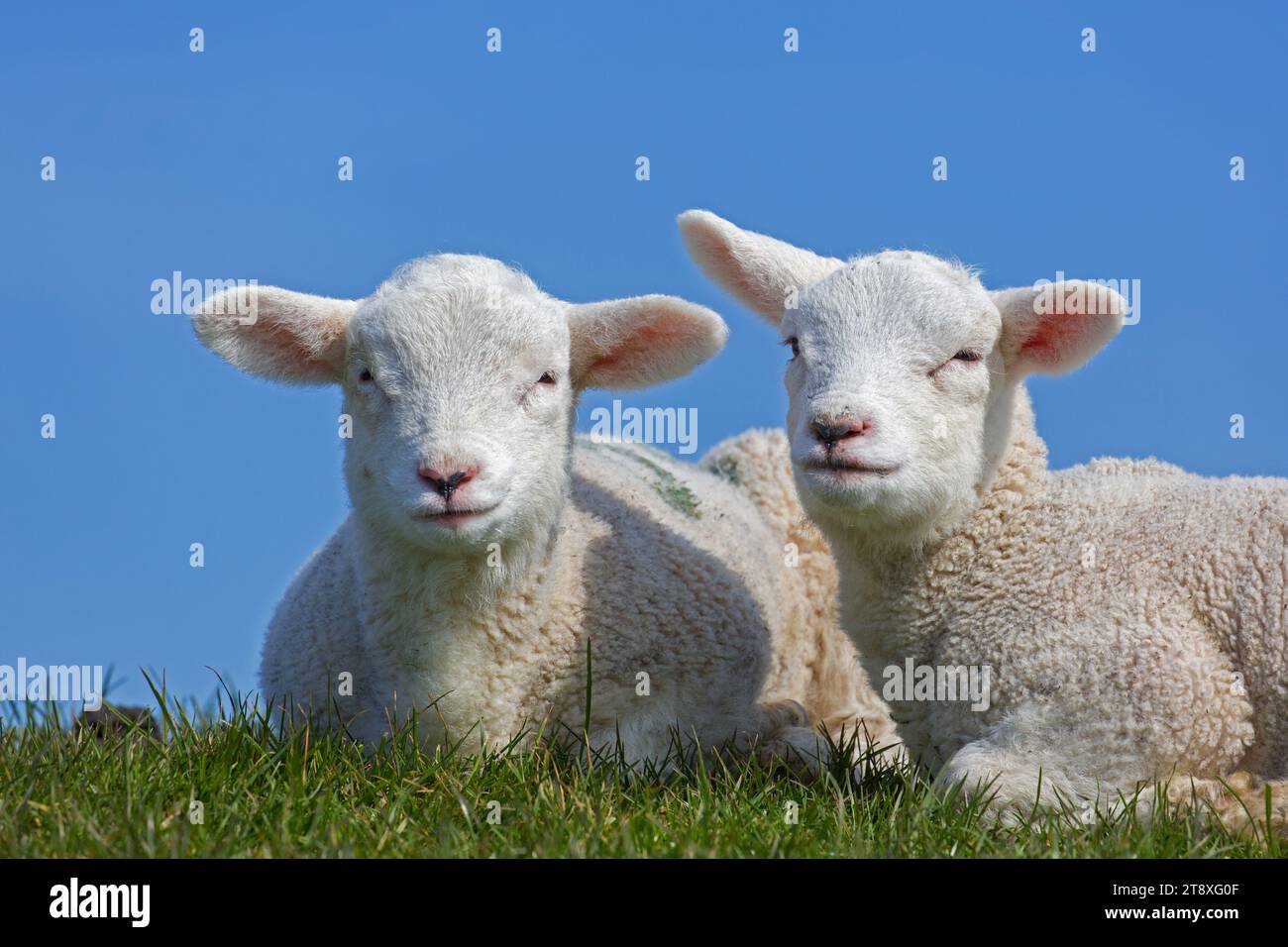 Two white lambs of domestic sheep portrayed resting in field against ...