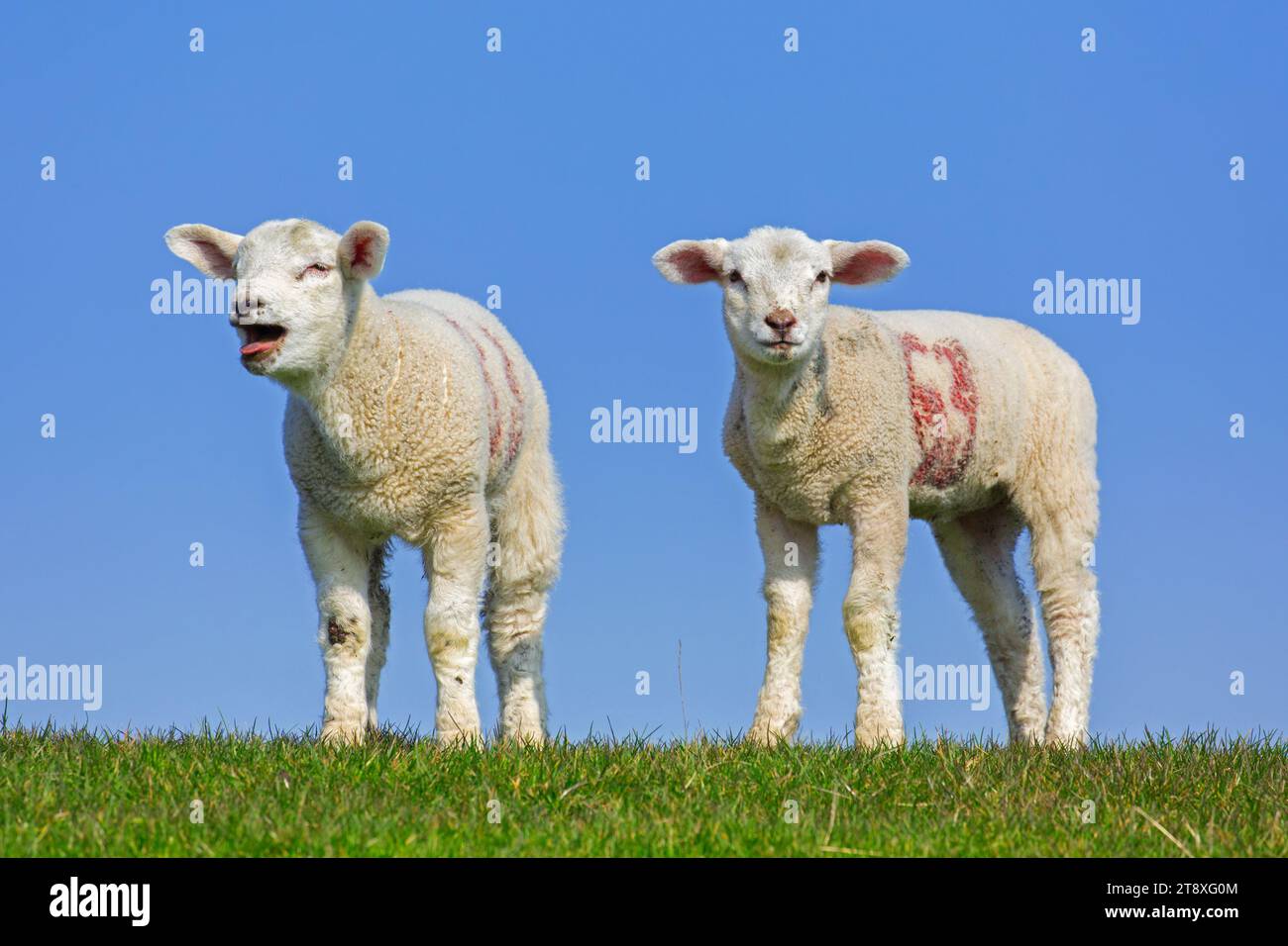 Bleating white lamb of domestic sheep marked with red painted numbers ...