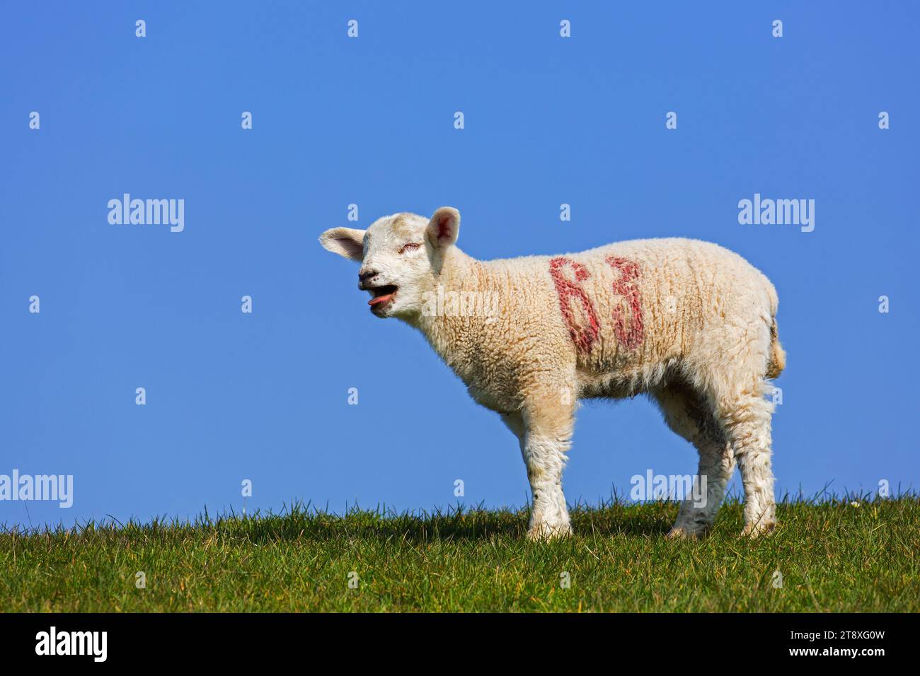 Number sheep hi-res stock photography and images - Alamy