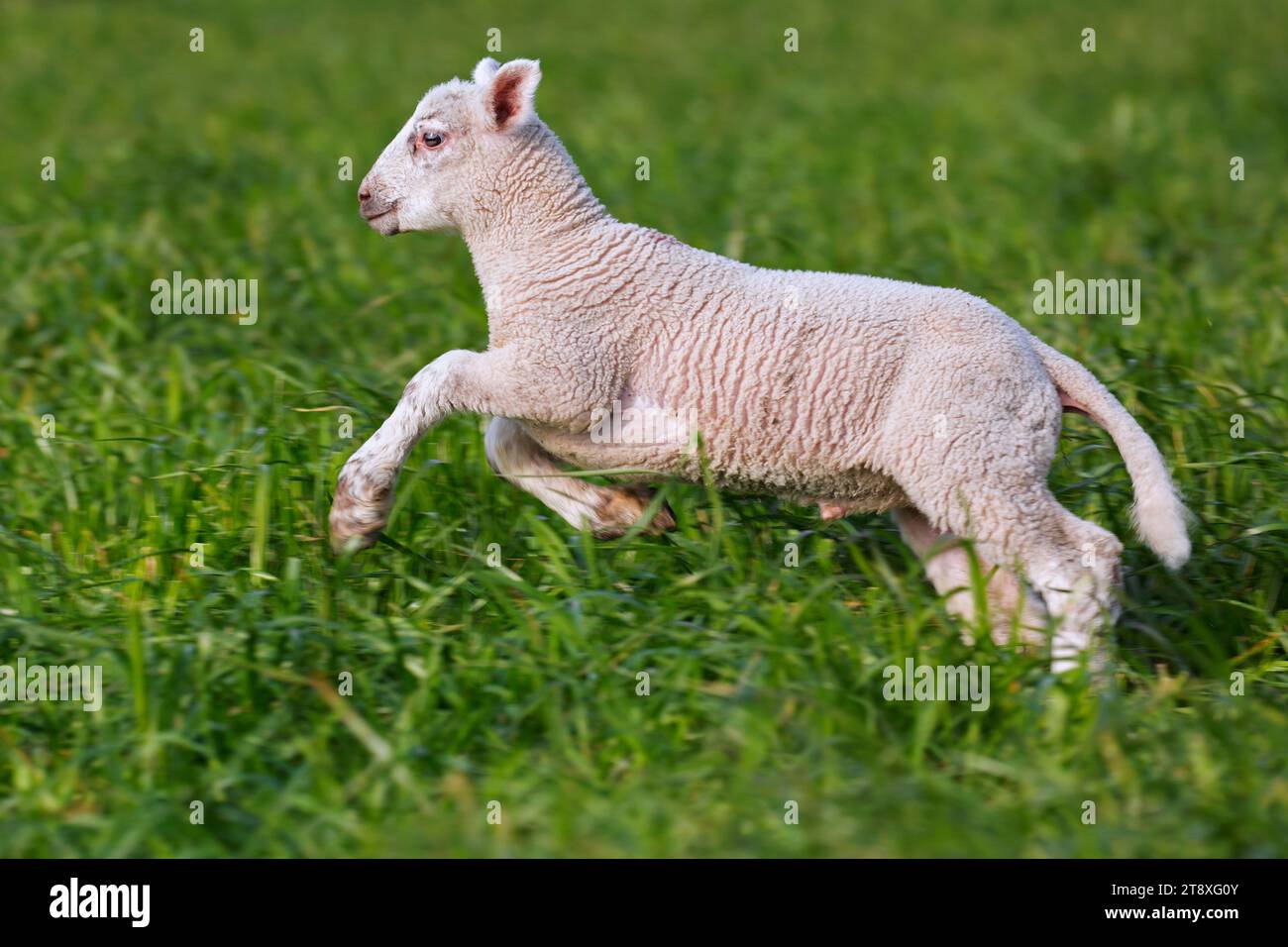 White lamb of domestic sheep running in grassland / field in spring ...