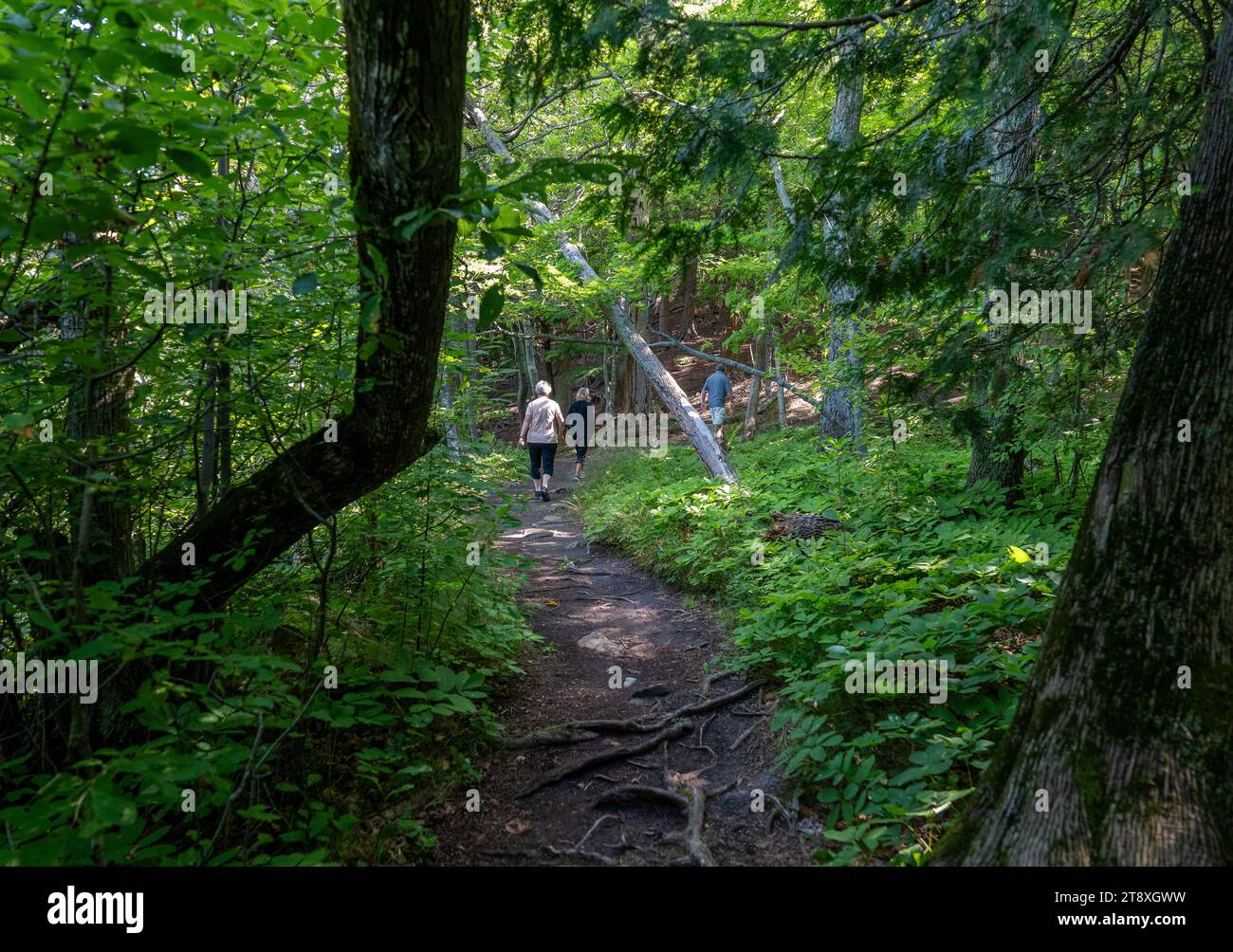 A hiking path meanders among the green trees in a lush thick forest ...