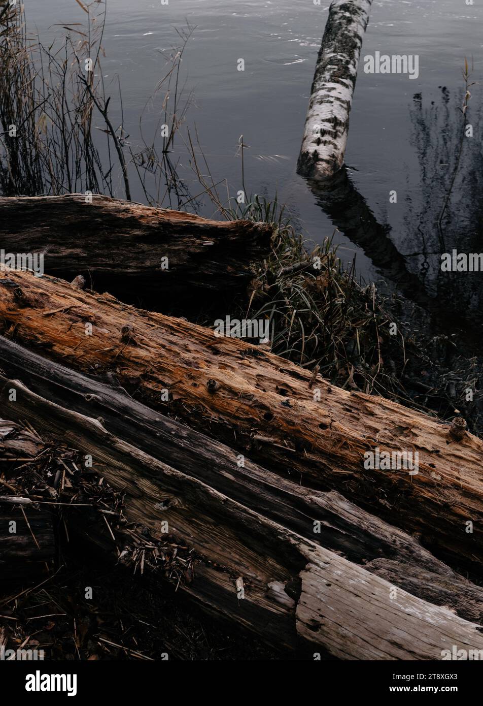 Rotten log hi-res stock photography and images - Alamy