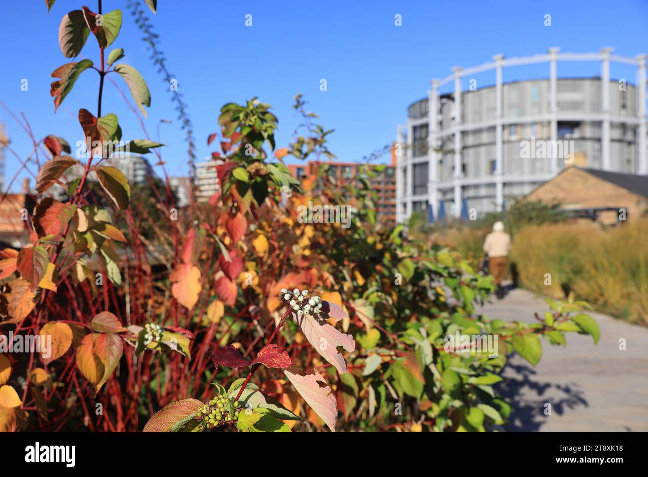 Bagley Walk with autumn colours and the Gasholder apartments beyond, at ...