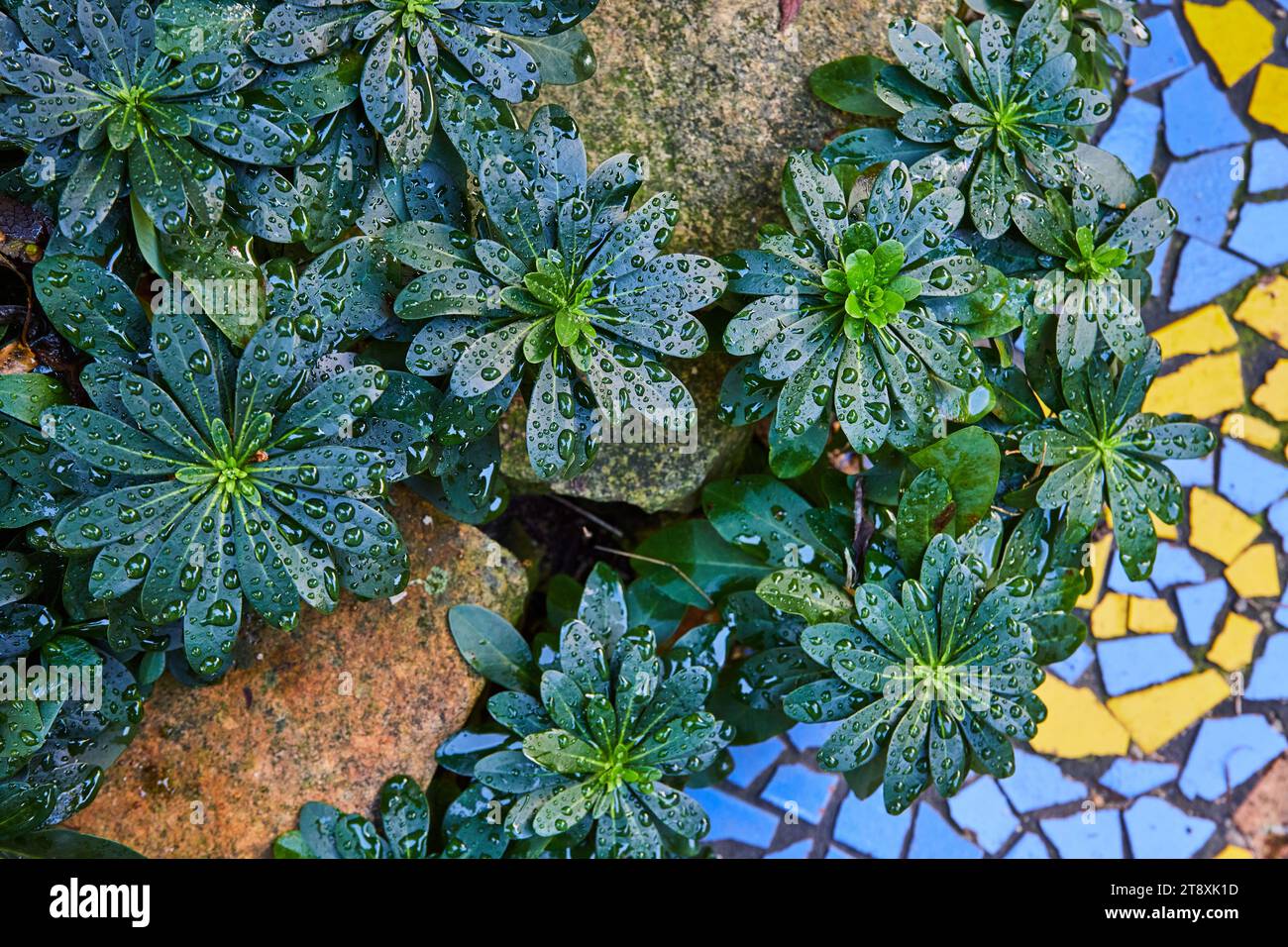 Green leaves of round plants with dew drops above rocks and abstract ...