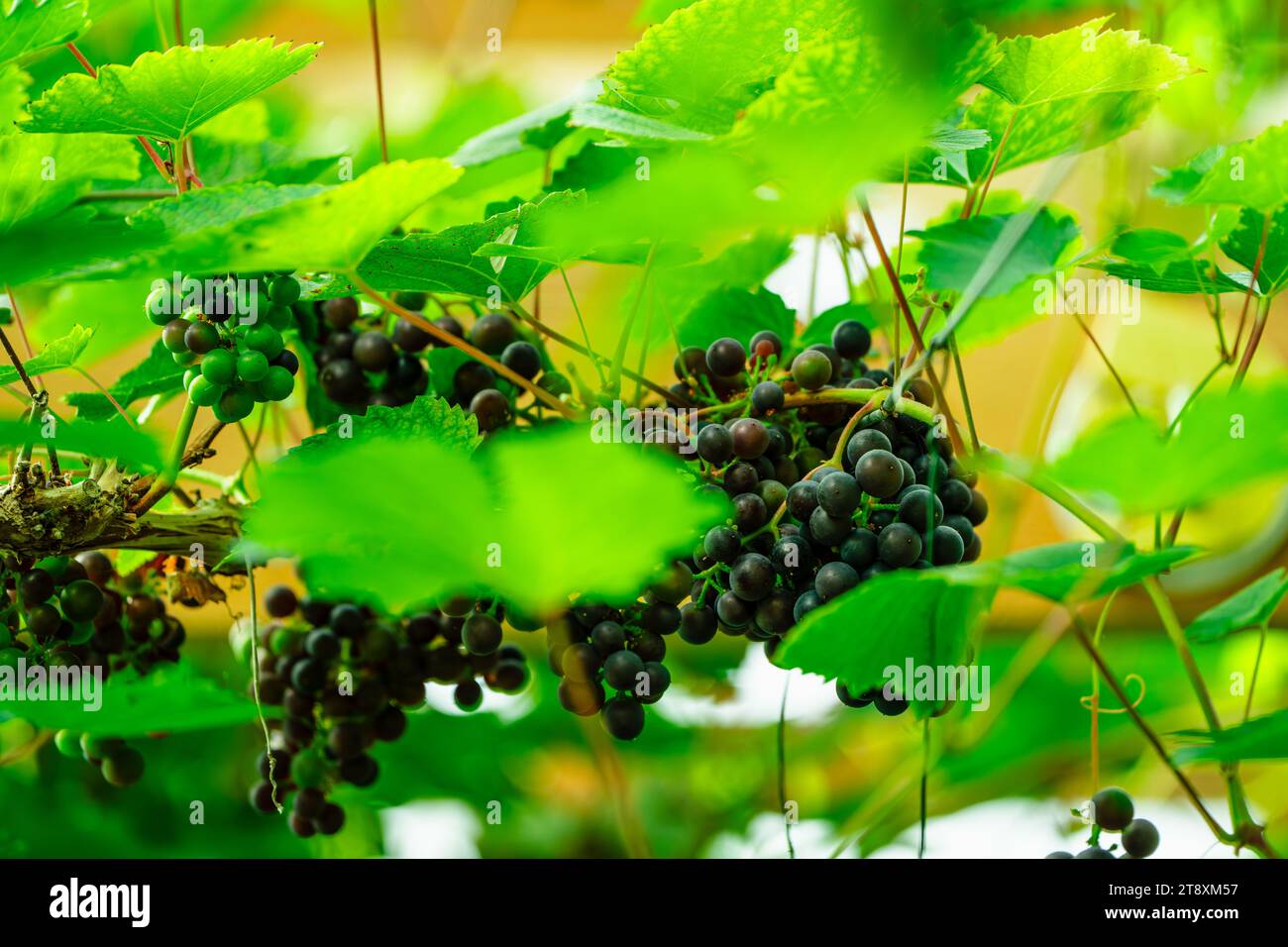 Greenhouse Vineyard: Capturing the Beauty of Northern Countryside with ...