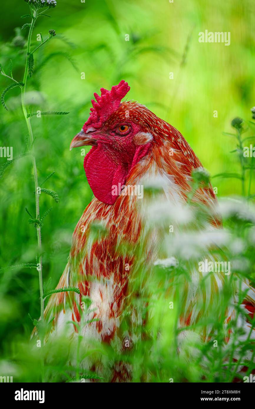 Tall rooster hi-res stock photography and images - Alamy