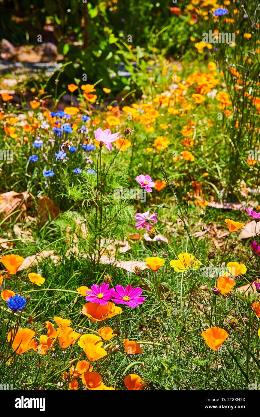 Spring of hope in variety of colorful wildflowers on bright summer day ...