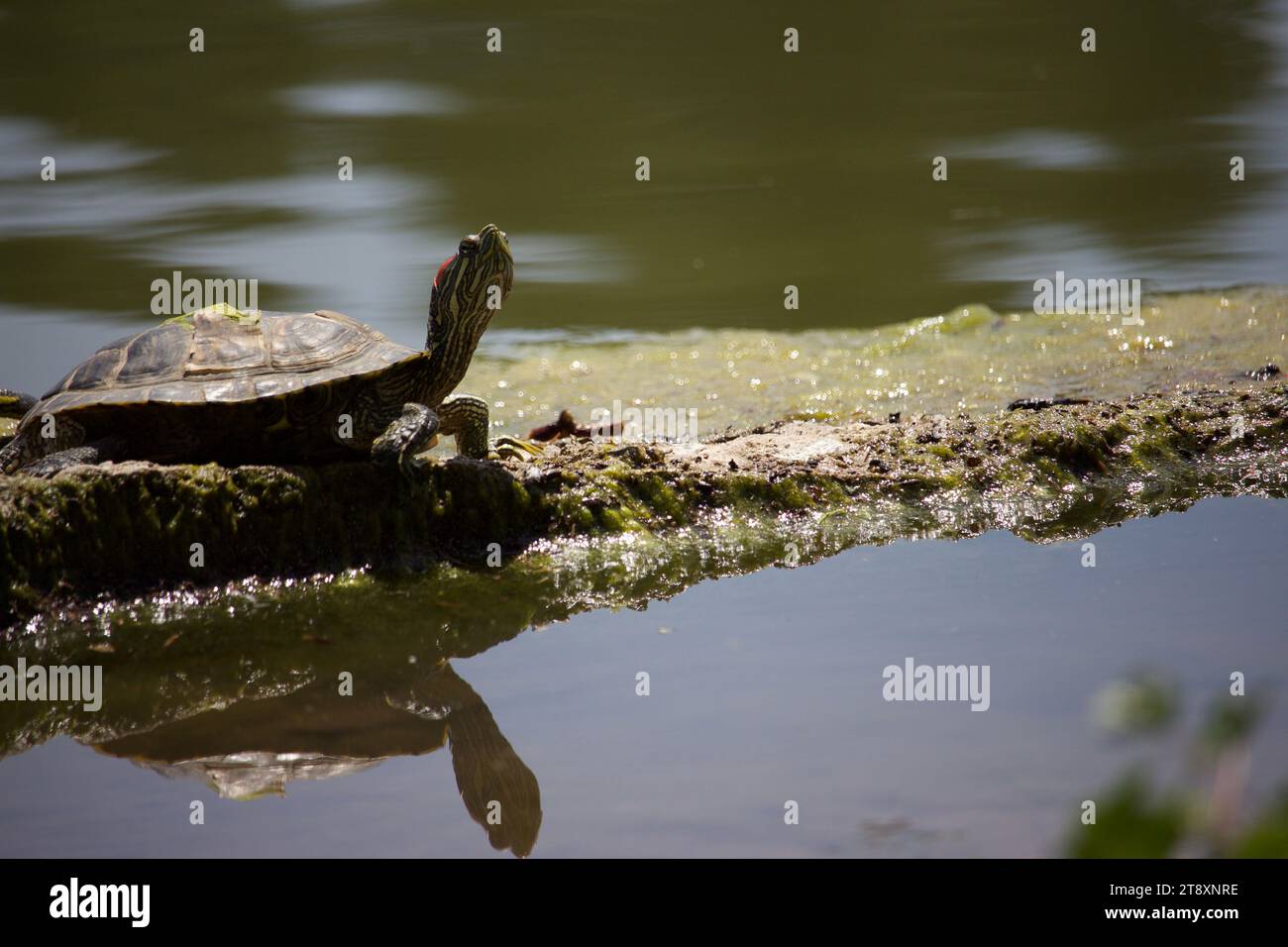 Green turtle shell algae hi-res stock photography and images - Alamy
